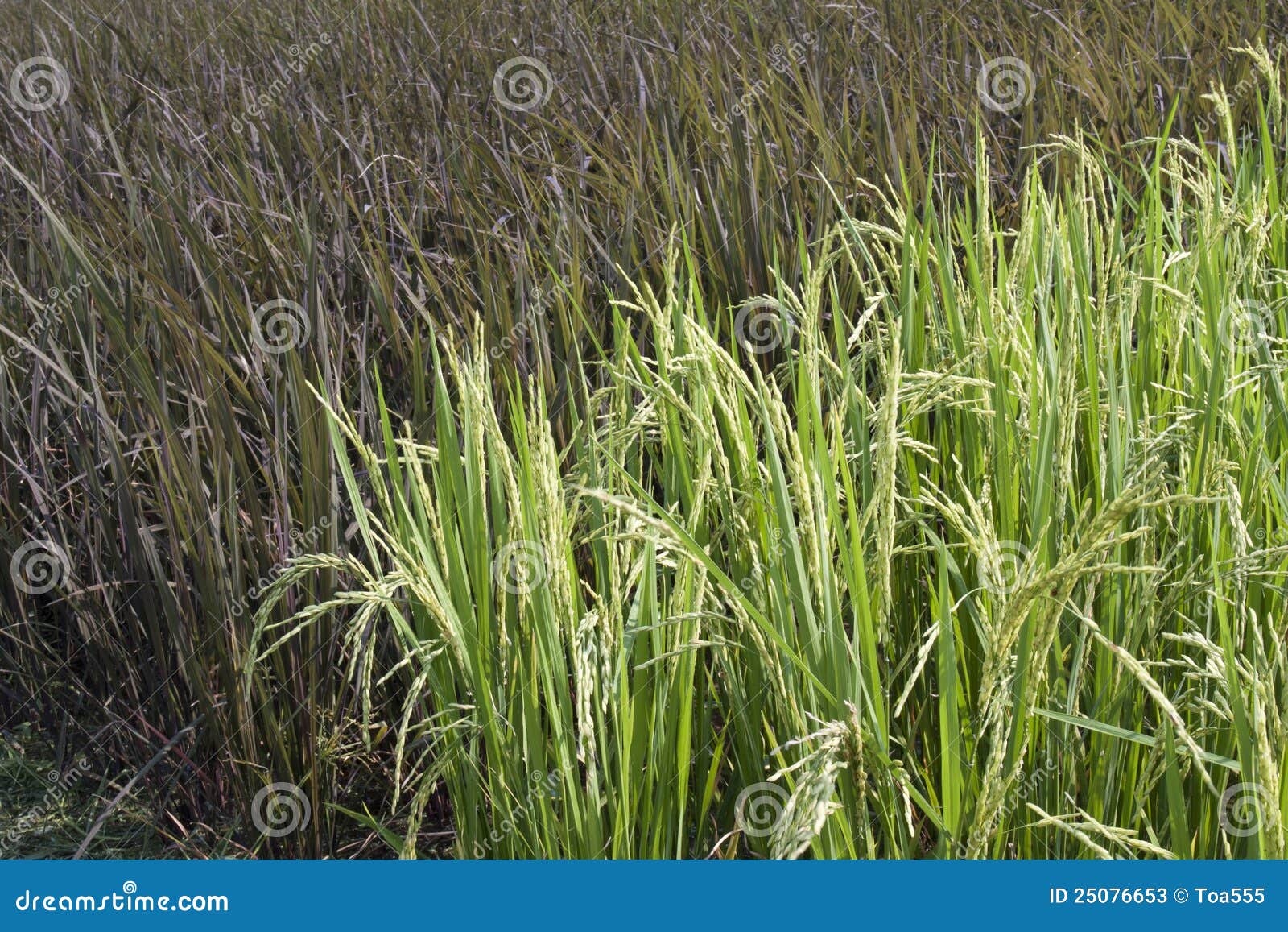 Pianta Di Riso in Bianco E Nero Immagine Stock - Immagine di campo ...