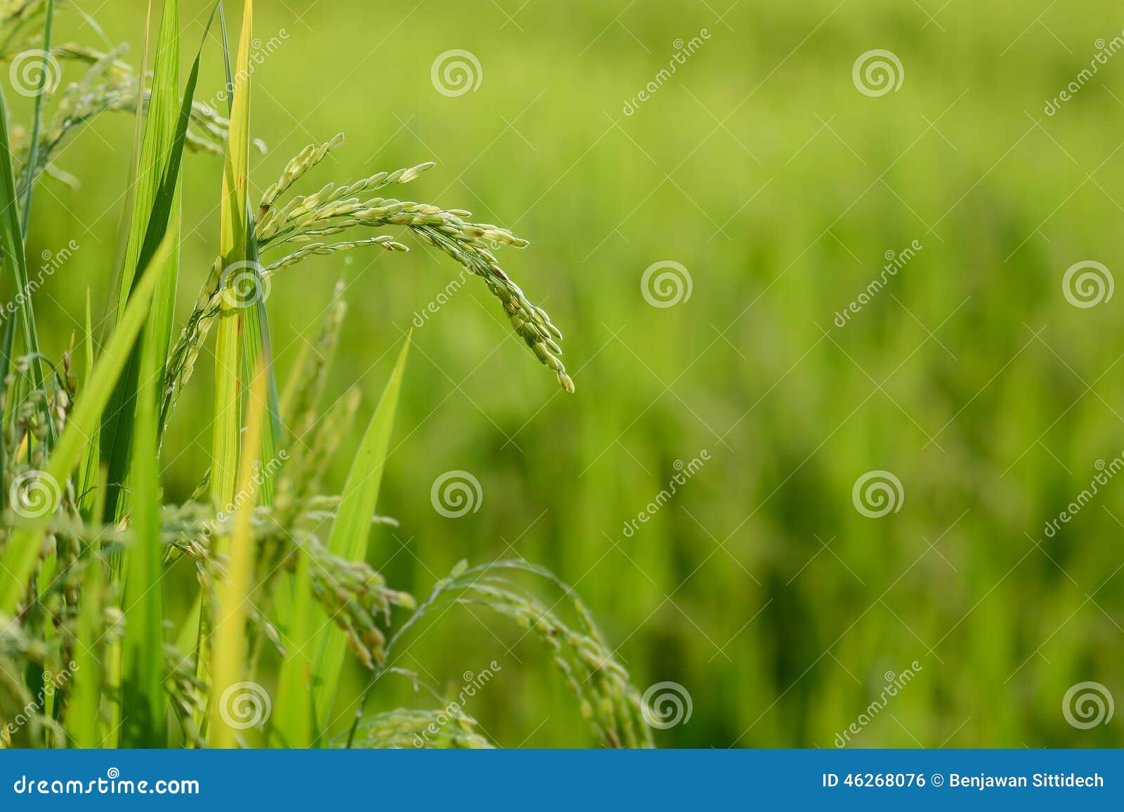 Pianta di riso con grano fotografia stock. Immagine di economia - 46268076