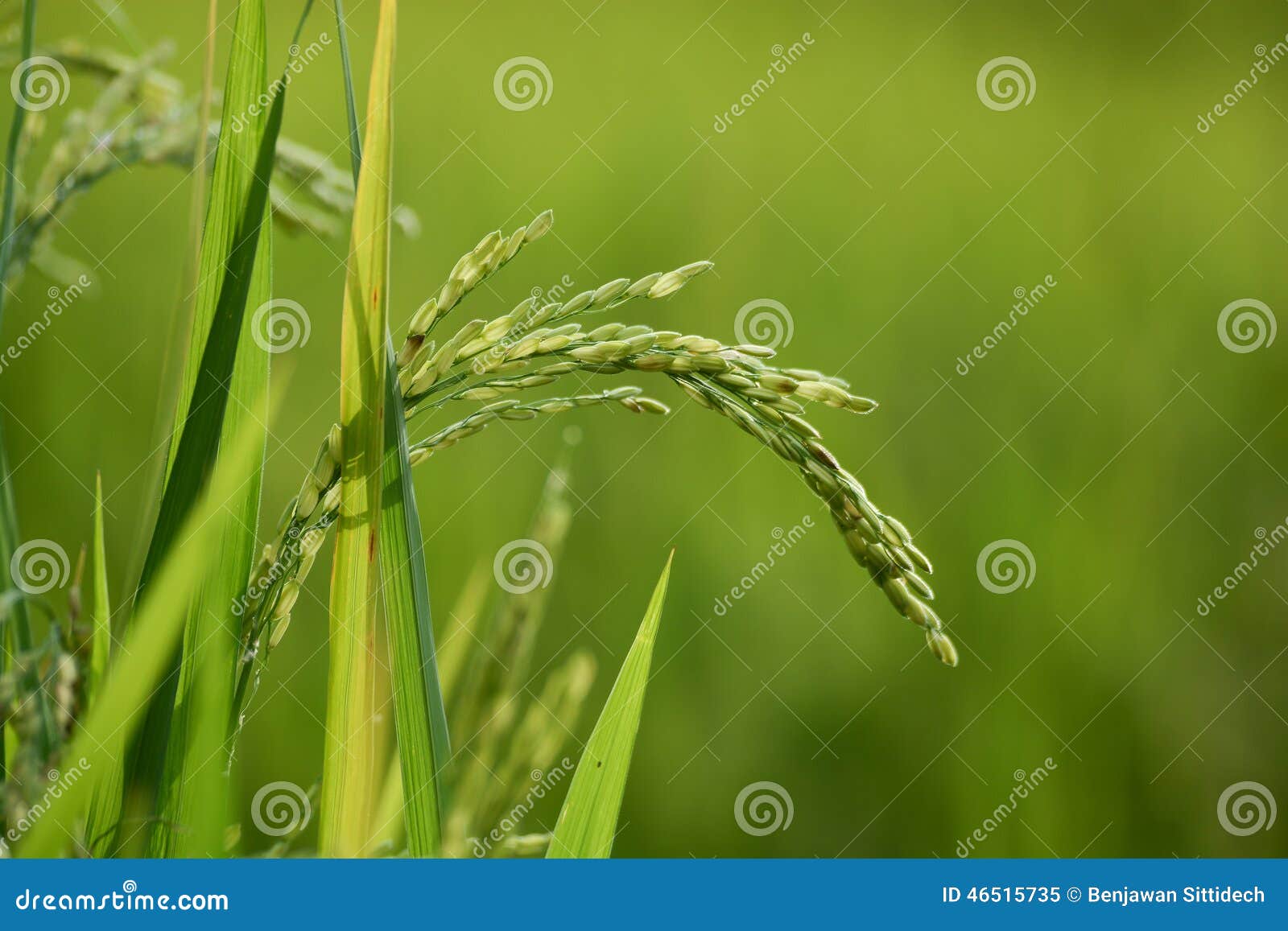 Pianta di riso con grano immagine stock. Immagine di campo - 46515735
