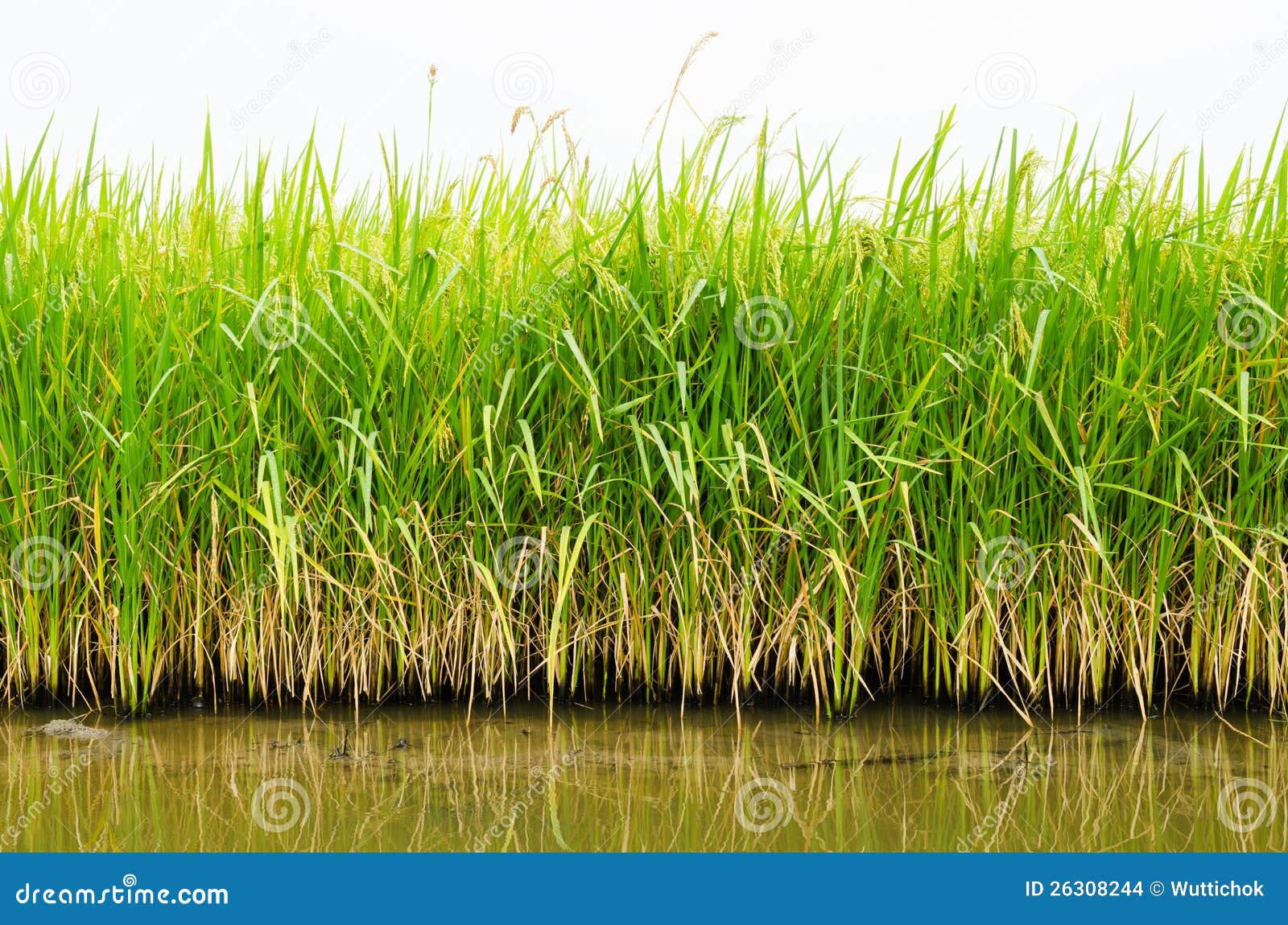 Pianta Di Riso Nel Giacimento Del Riso Fotografia Stock - Immagine di ...