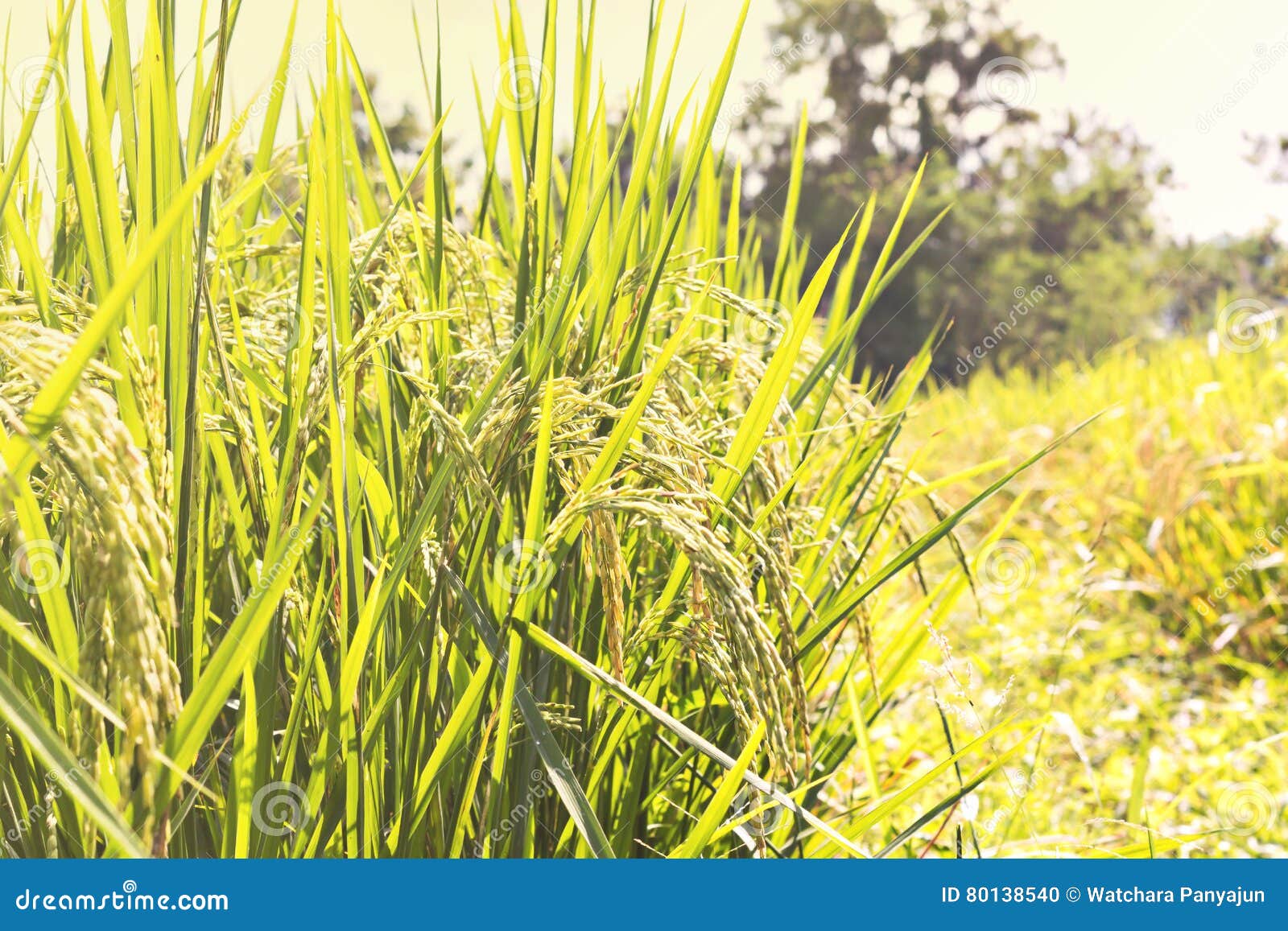 Pianta Di Riso Nella Risaia Fotografia Stock - Immagine di bellezza ...