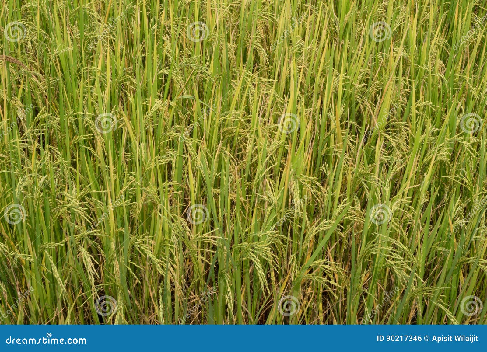 Pianta Di Riso Nella Risaia Fotografia Stock - Immagine di asia, riso ...