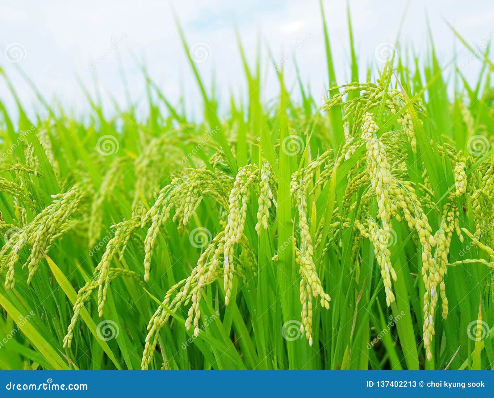Pianta di riso immagine stock. Immagine di riso, verde - 137402213