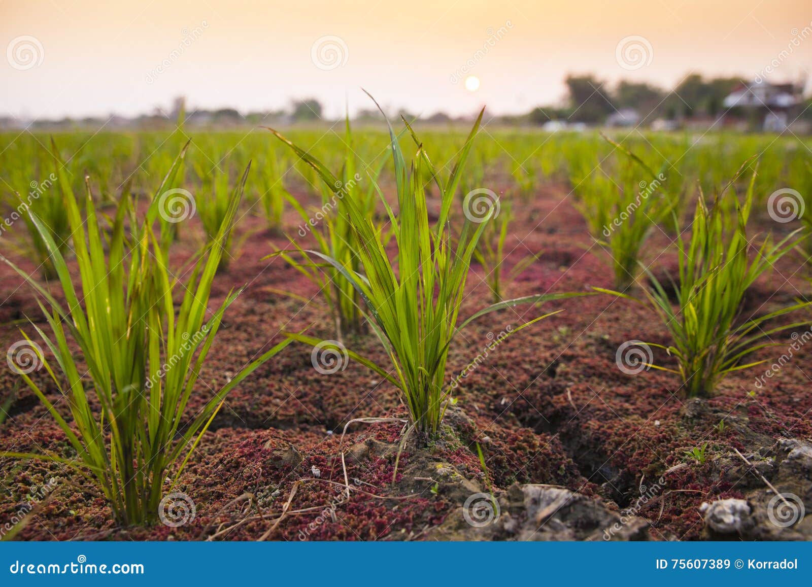 Pianta Di Riso Sulla Risaia Immagine Stock - Immagine di verde ...