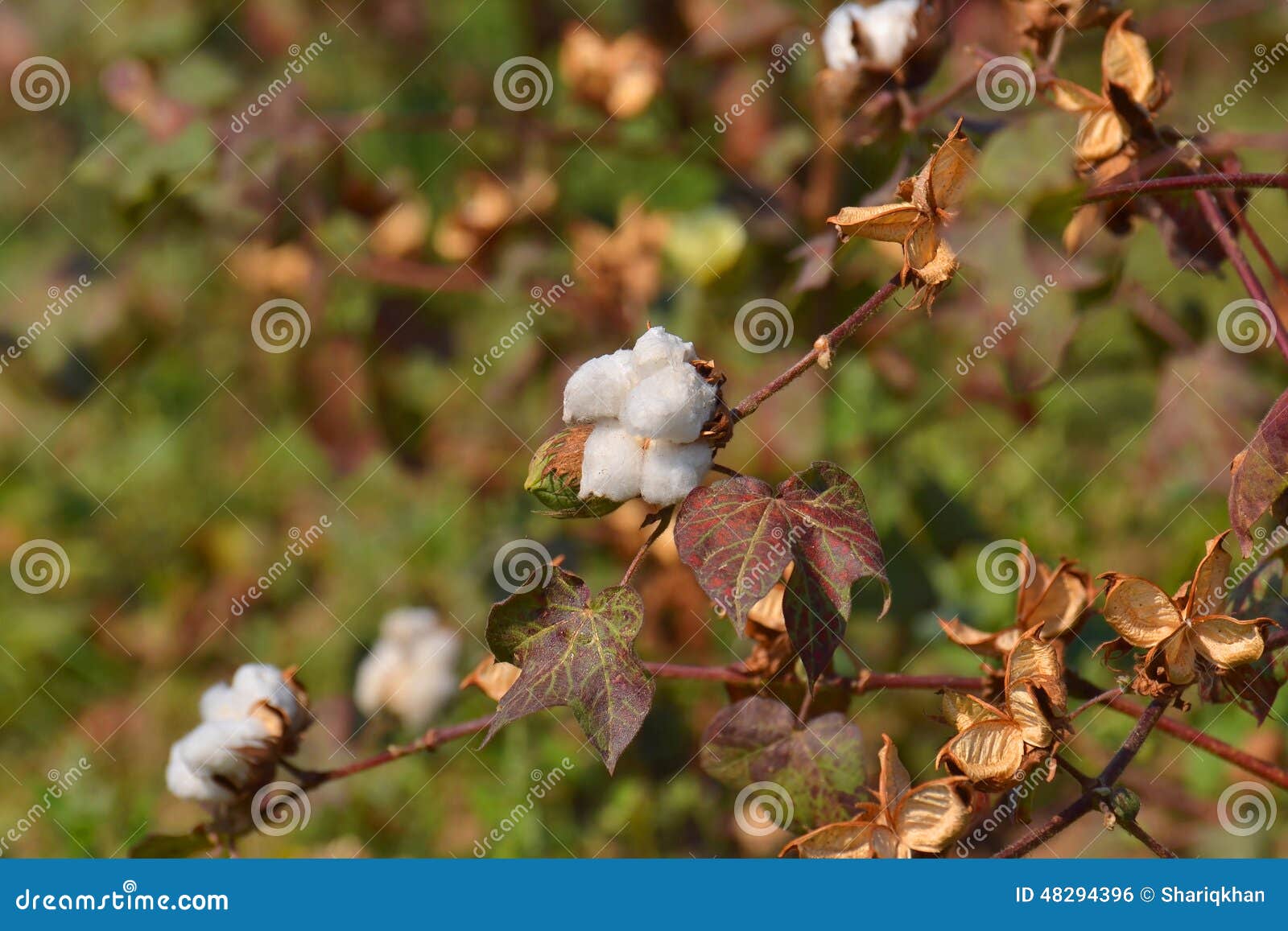 Pianta e campo di cotone fotografia stock. Immagine di lanuginoso ...