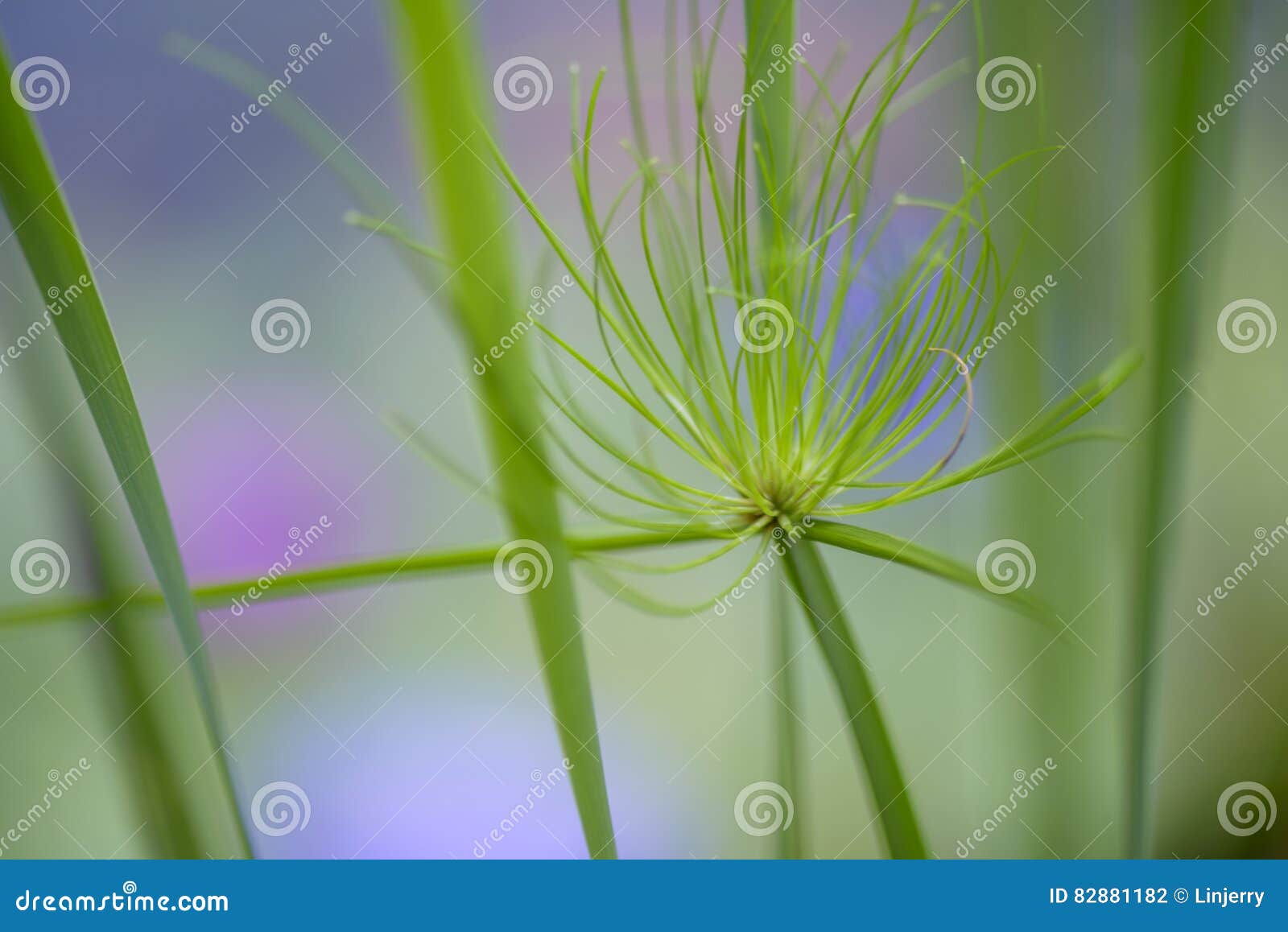 Pianta Egiziana Del Carice Del Papiro Fotografia Stock - Immagine di ...
