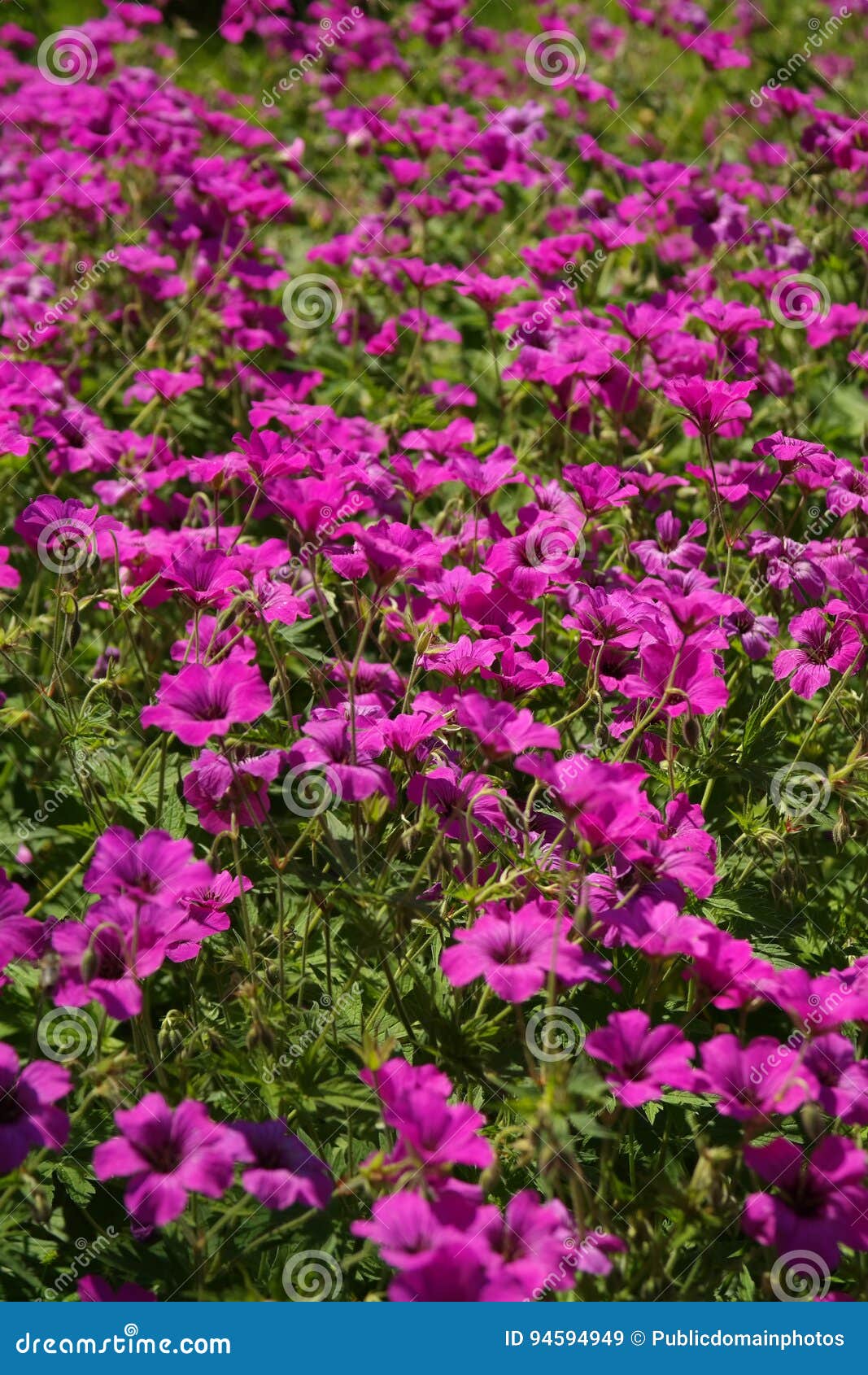 Pianta, Fiore, Flora, Porpora Immagine. Immagine: 94594949