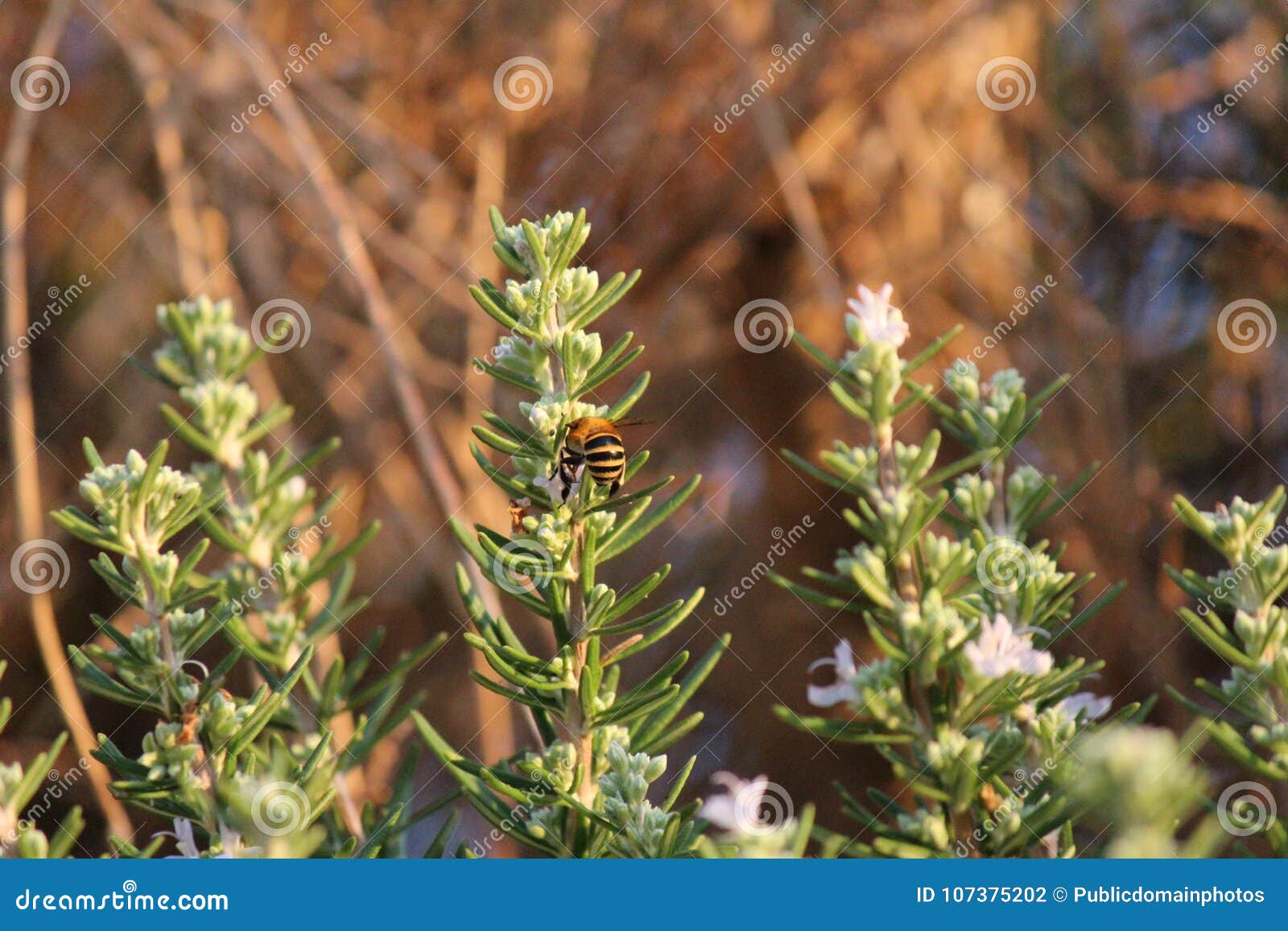 Pianta, Flora, Subshrub, Erba Immagine. Immagine: 107375202