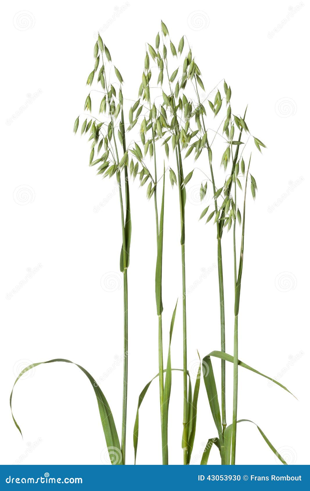 Pianta fresca dell'avena fotografia stock. Immagine di maturo - 43053930