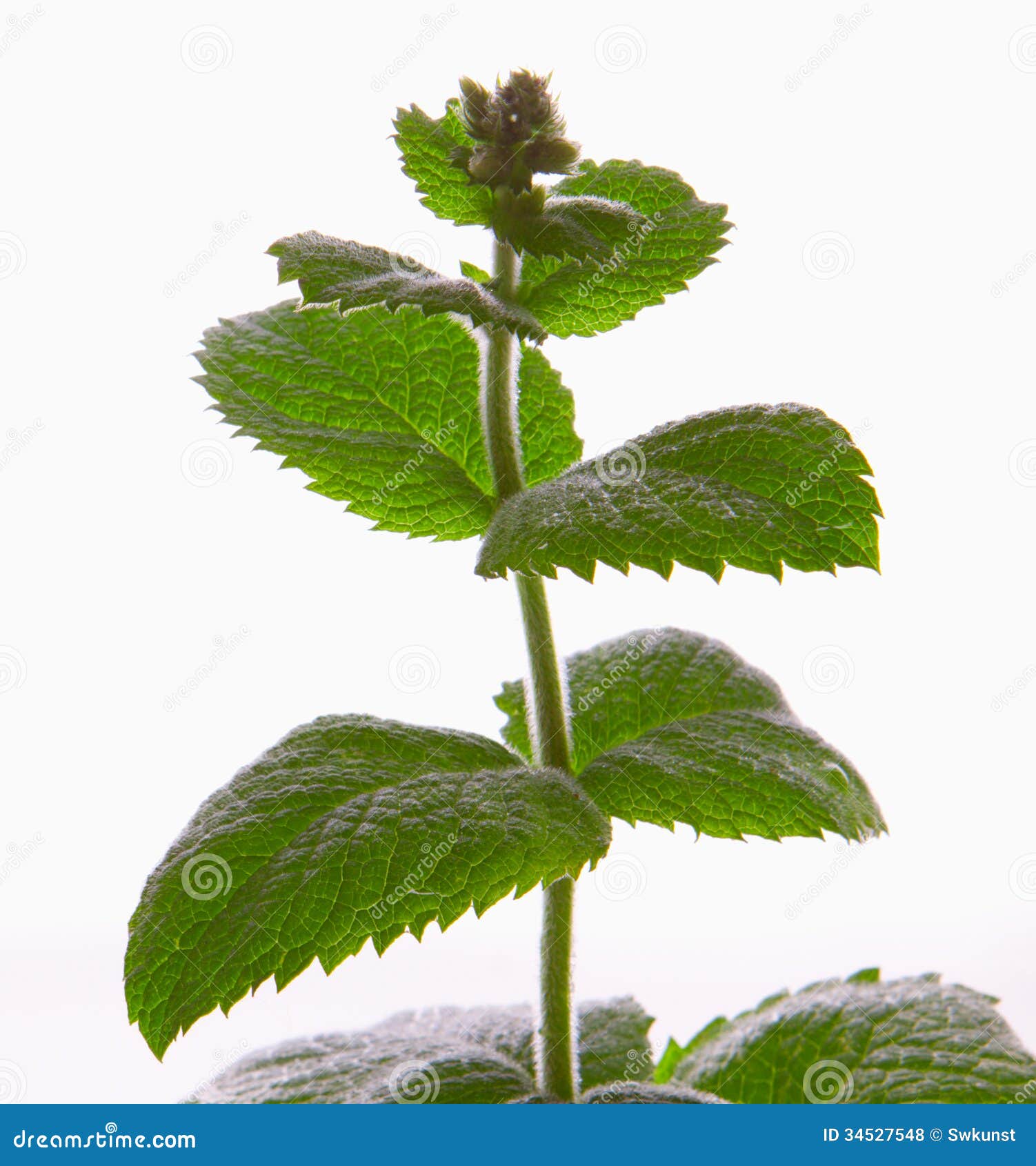 Pianta Fresca Della Menta Piperita. Fotografia Stock - Immagine di nave ...