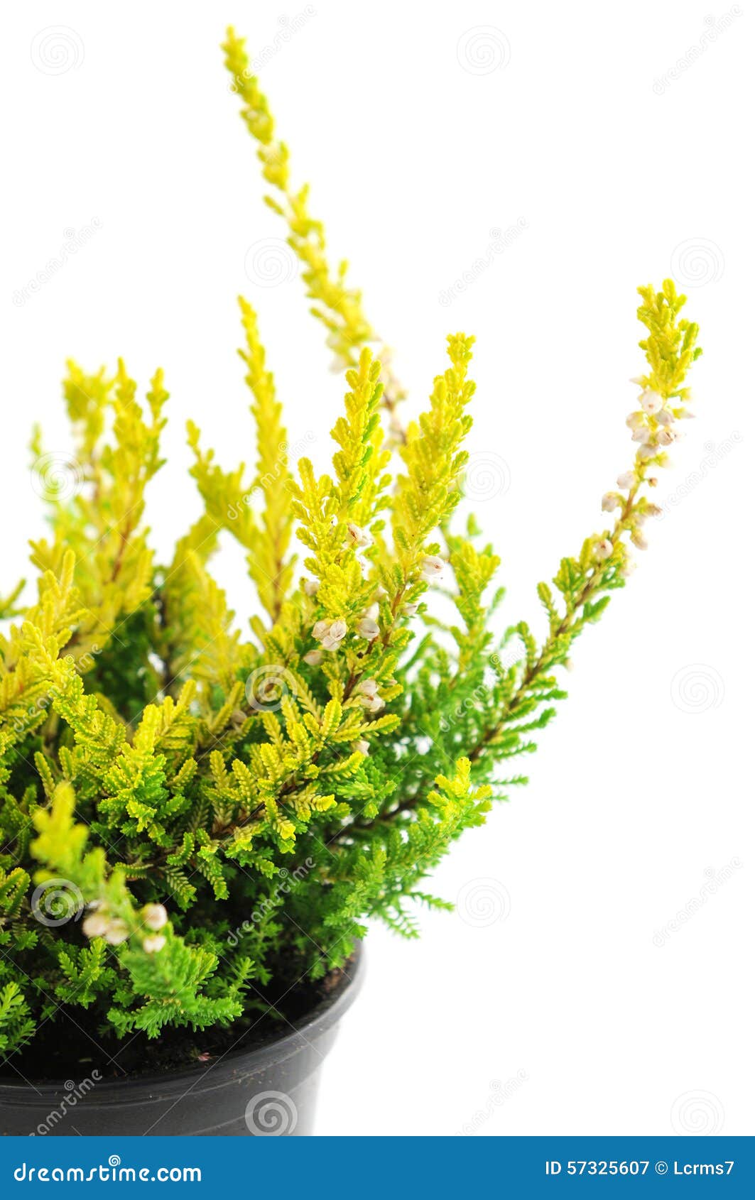 Pianta Gialla Conservata in Vaso Di Erica Immagine Stock - Immagine di ...