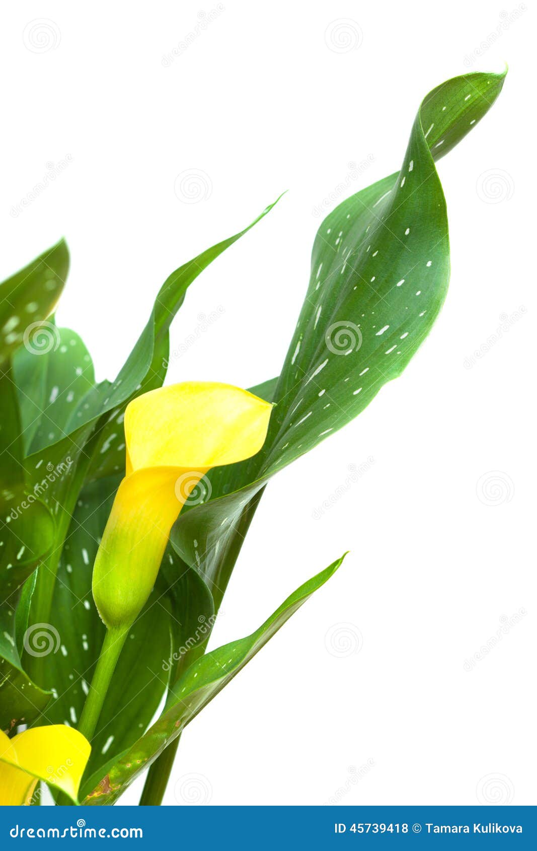 Pianta gialla della calla fotografia stock. Immagine di giglio - 45739418