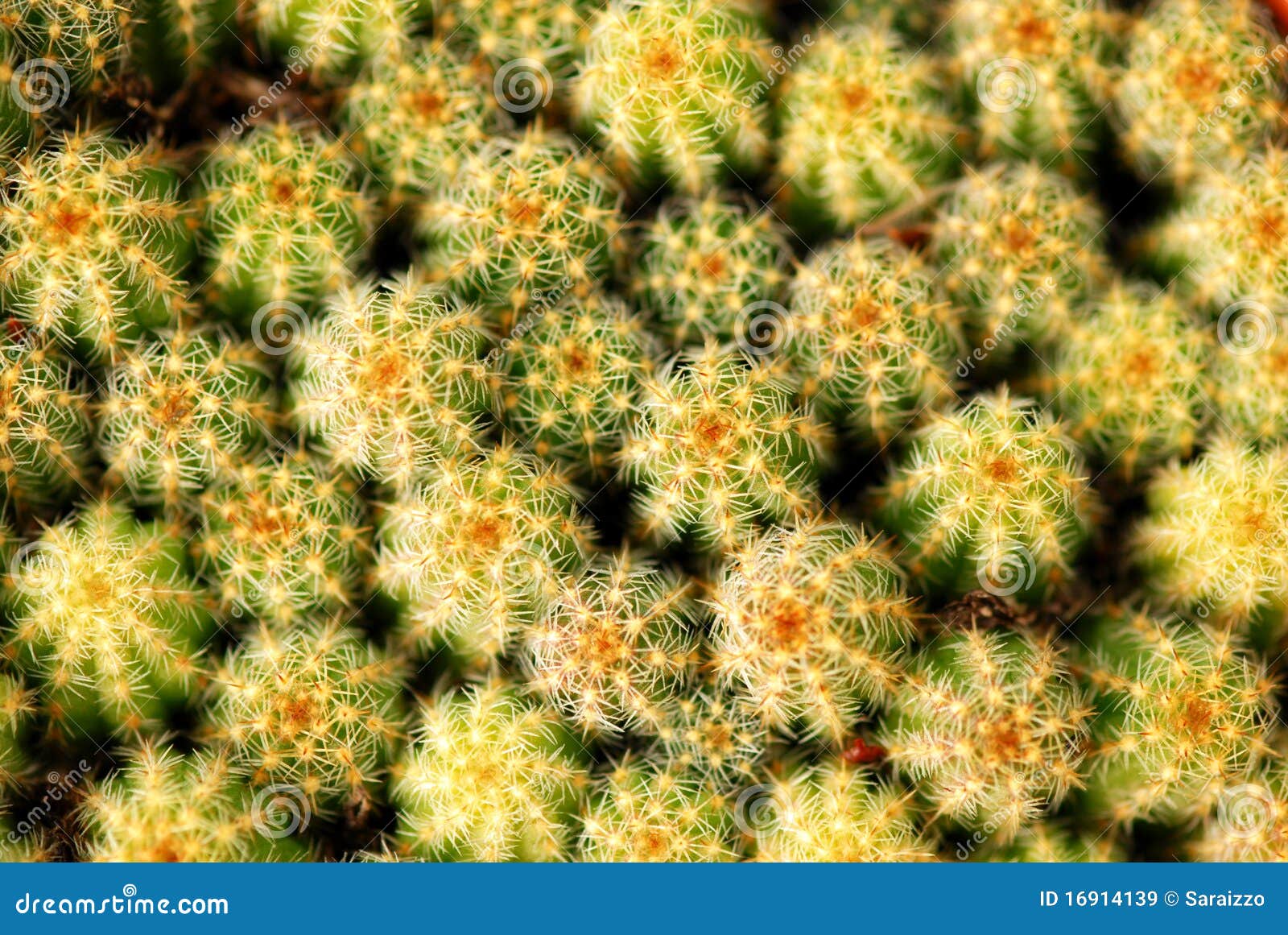 Pianta grassa immagine stock. Immagine di punture, carriera - 16914139