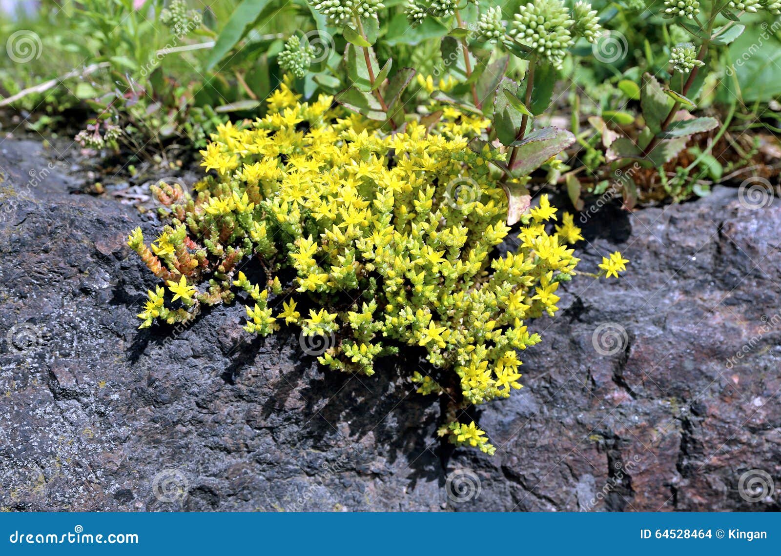 Pianta il sedo fotografia stock. Immagine di fioritura - 64528464