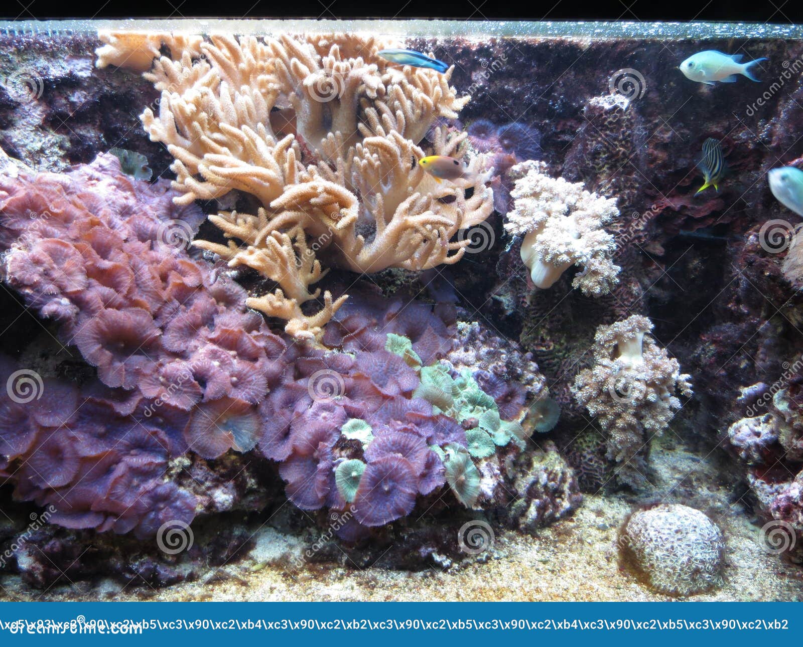 Pianta marina fotografia stock. Immagine di acqua, vegetazione - 81262284