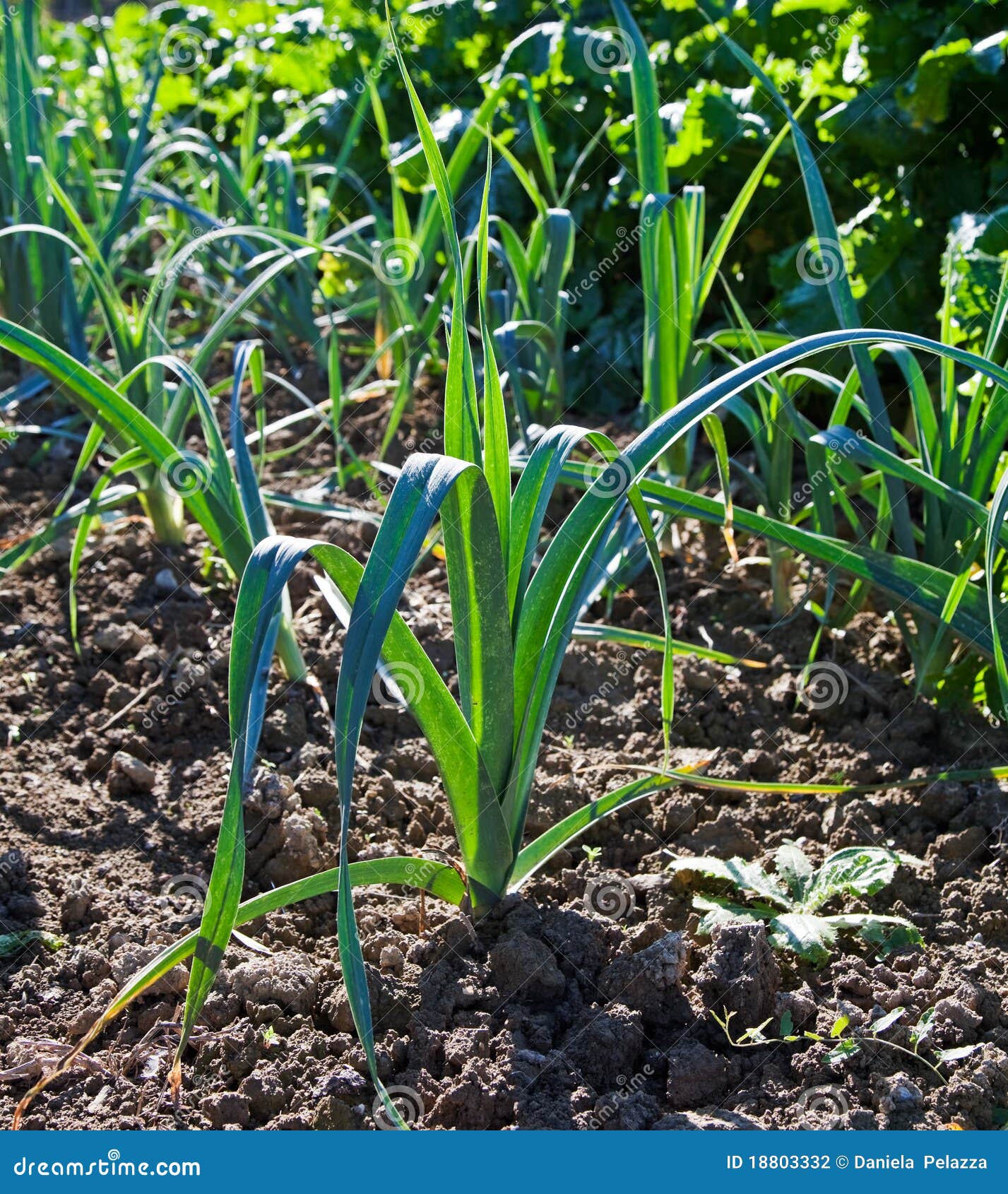 Pianta Organica Della Cipolla in Un Orto. Fotografia Stock - Immagine ...