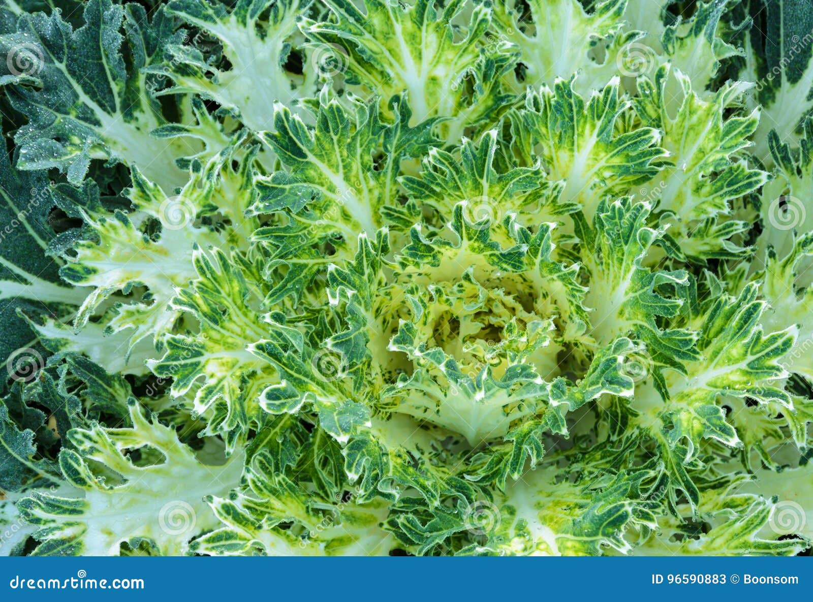 Pianta Ornamentale Verde Del Cavolo Immagine Stock - Immagine di ...