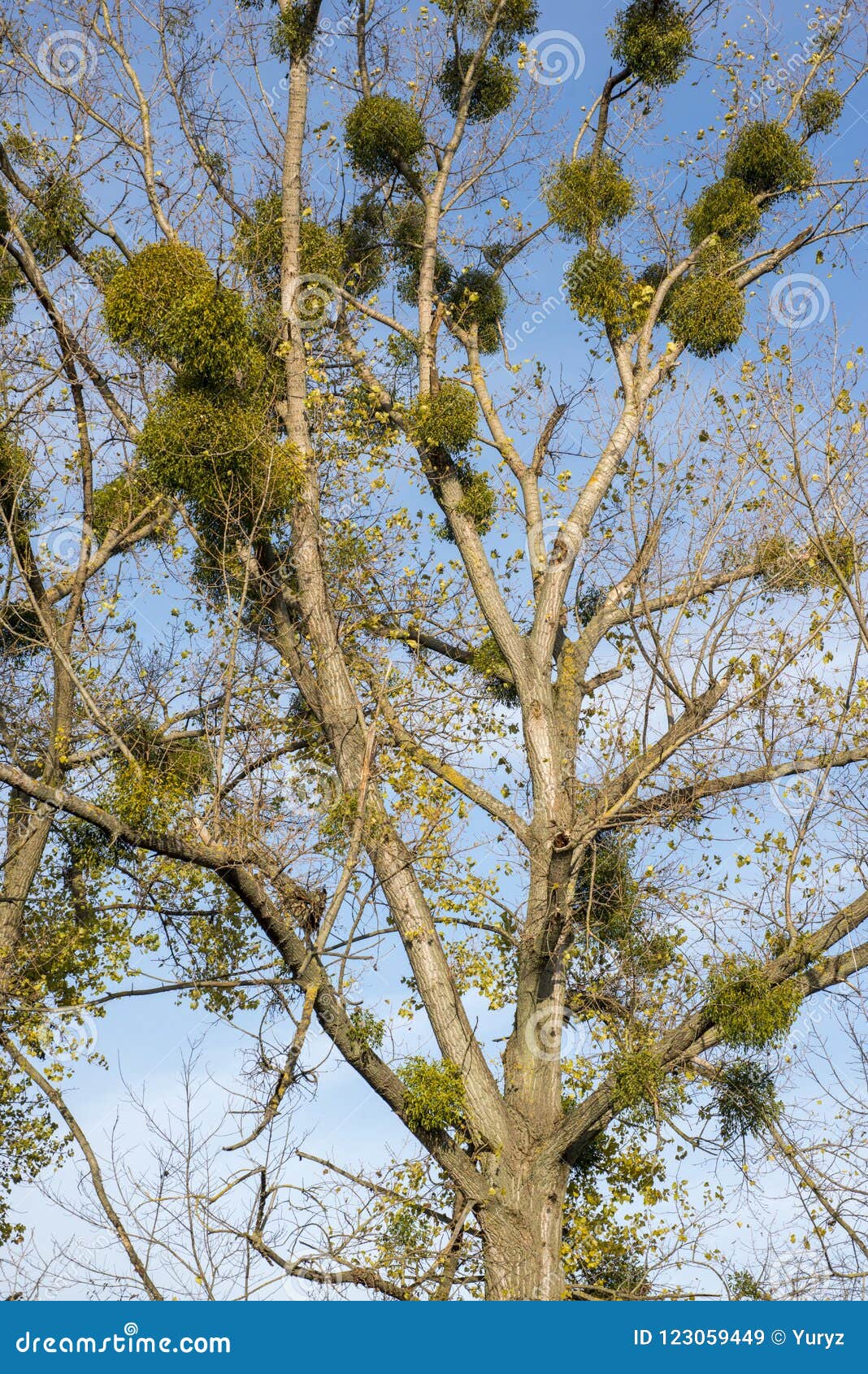 Pianta Parassita Del Vischio