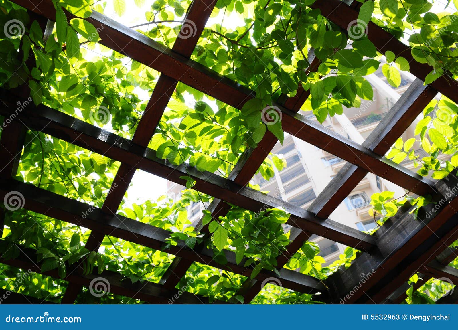 Pianta Rampicante Sul Pergola Immagine Stock - Immagine di vegetazione ...