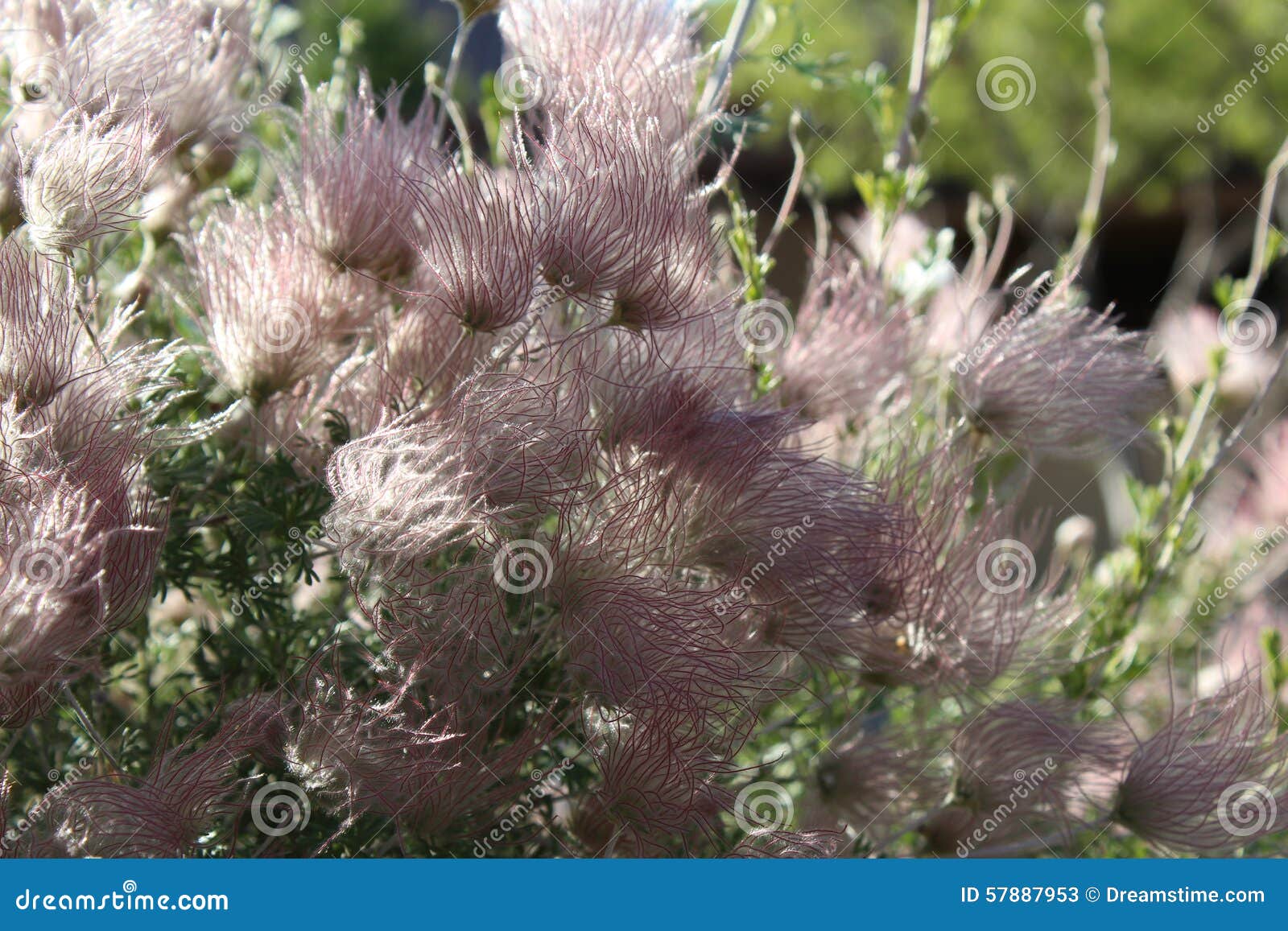 Pianta rosa della piuma immagine stock. Immagine di pianta - 57887953