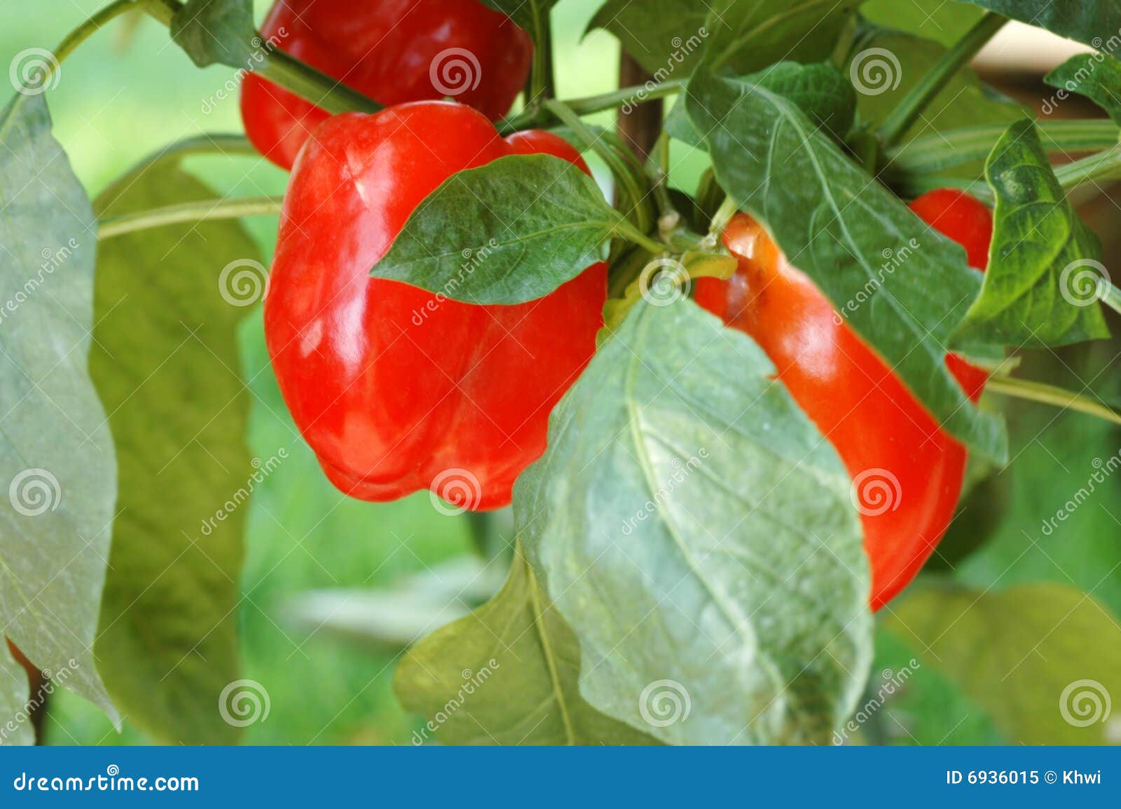 Pianta Rossa Del Peperone Dolce Del Peperoncino Rosso Immagine Stock ...