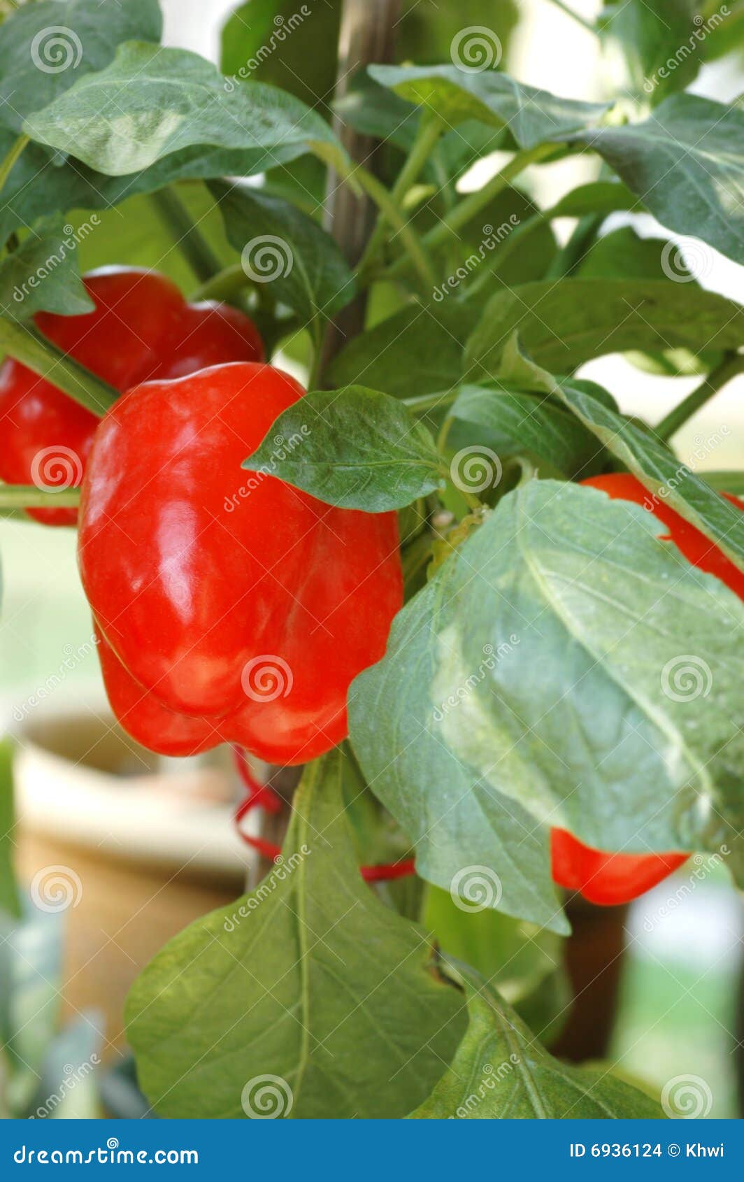 Pianta Rossa Del Peperone Dolce Del Peperoncino Rosso Fotografia Stock ...