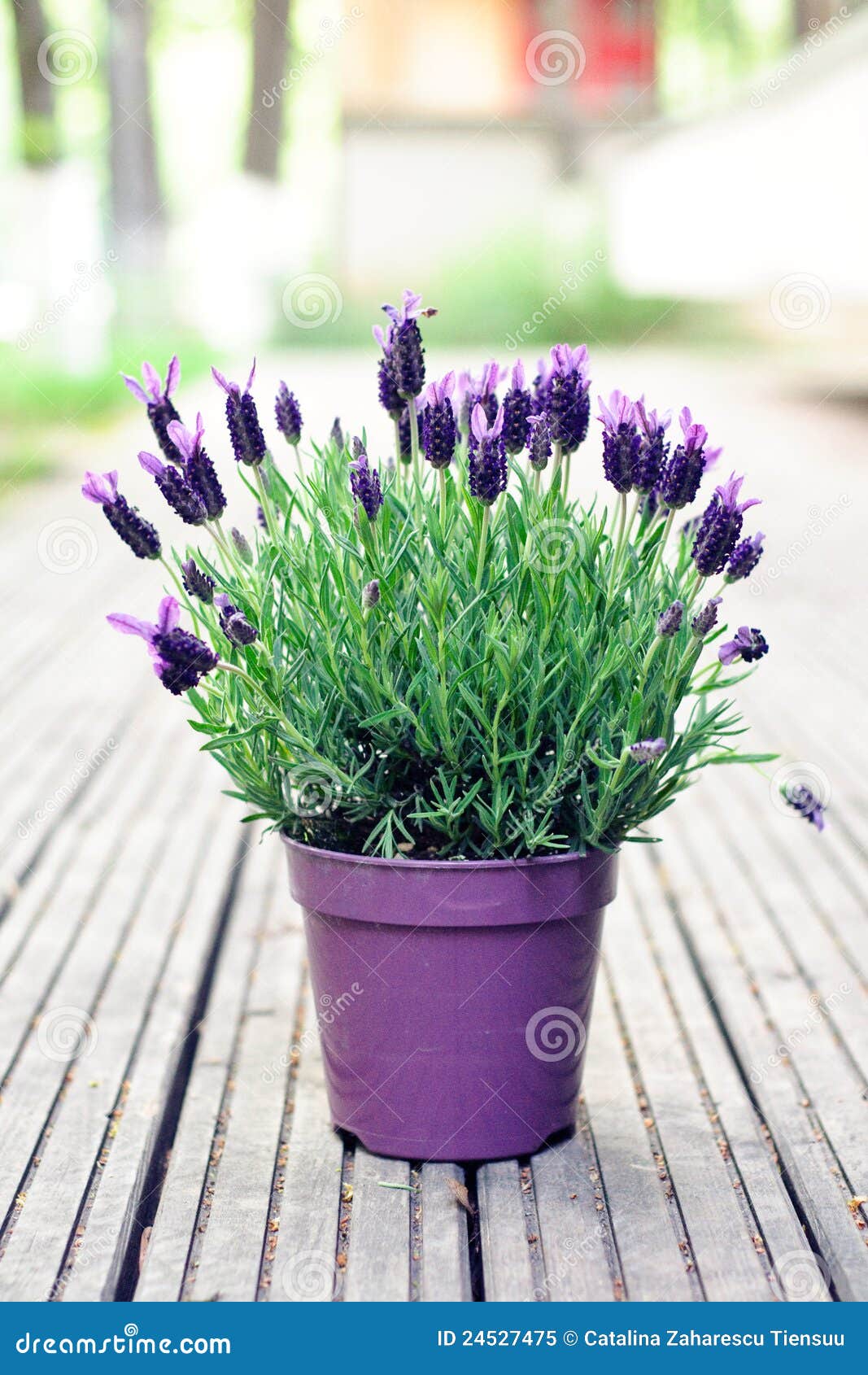 Pianta Spagnola Della Lavanda Immagine Stock - Immagine di fiori ...
