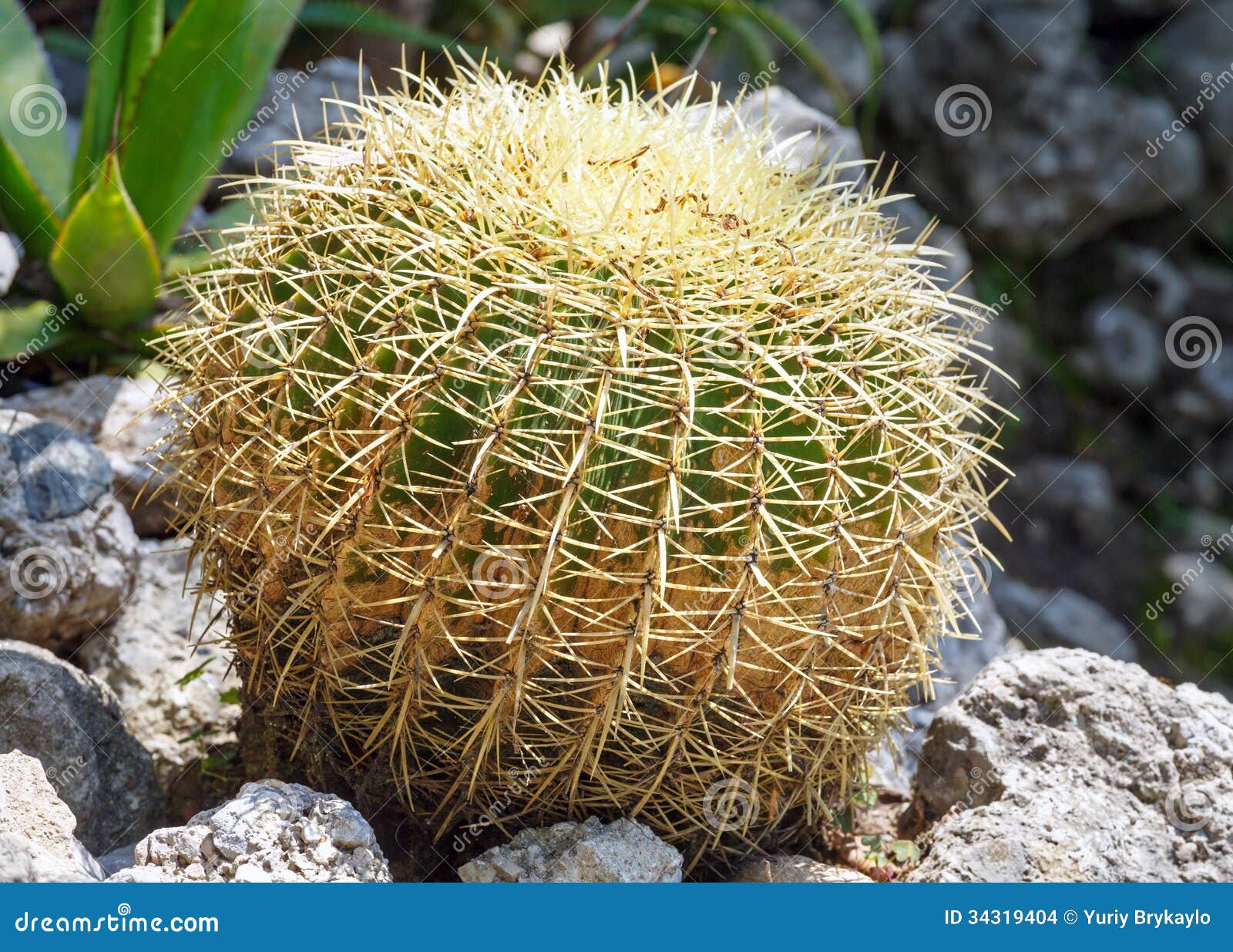Pianta spinosa del cactus fotografia stock. Immagine di chiusura - 34319404