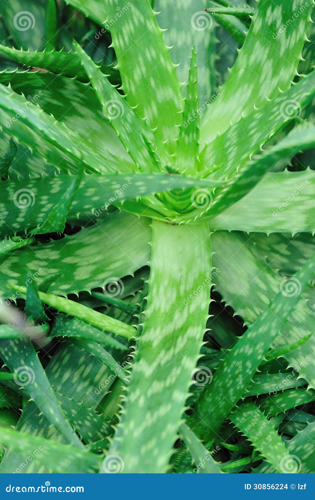 Pianta spinosa dell'aloe fotografia stock. Immagine di macro - 30856224