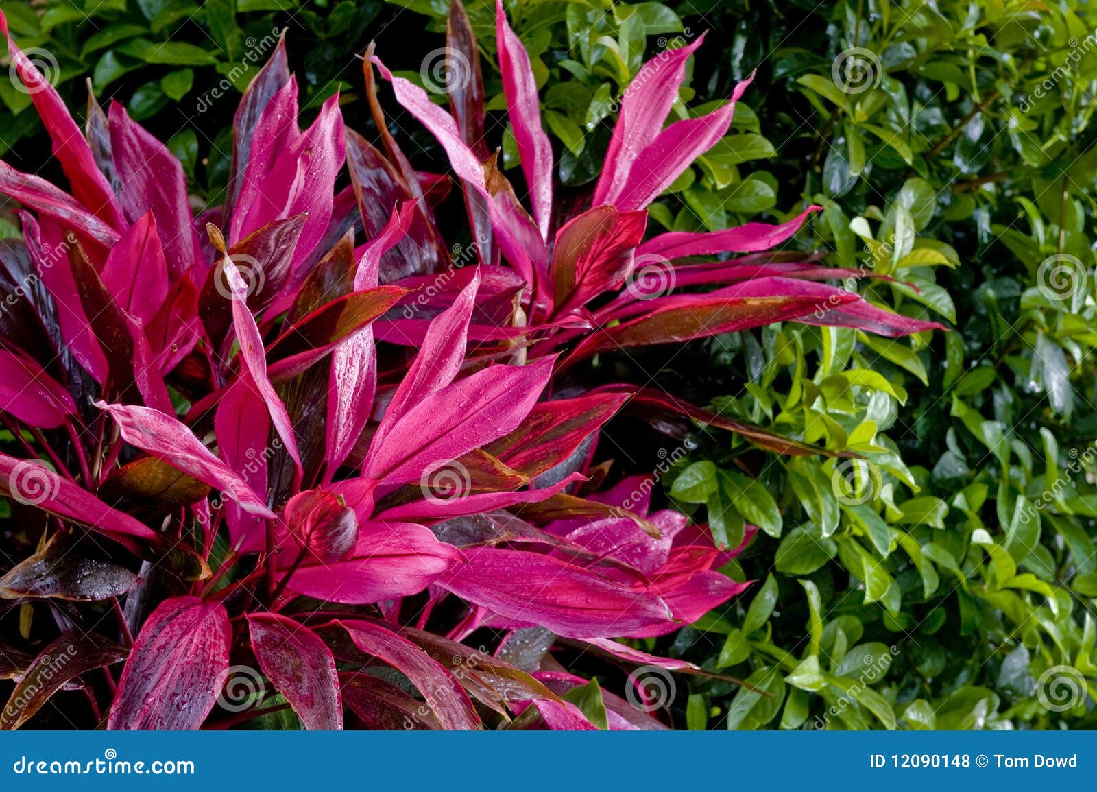 Pianta tropicale viola fotografia stock. Immagine di petali - 12090148