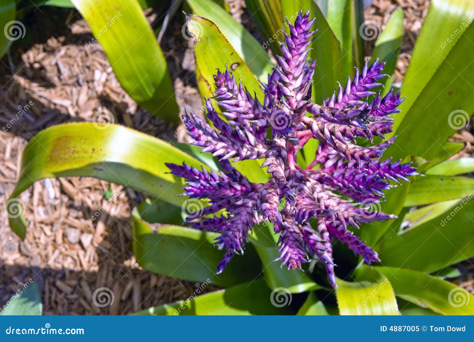 Pianta tropicale viola immagine stock. Immagine di particolare - 4887005