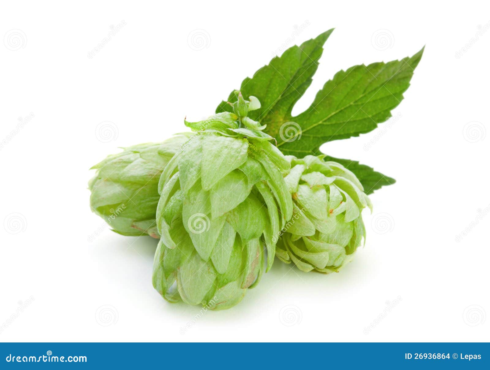 Pianta verde del luppolo fotografia stock. Immagine di pianta - 26936864