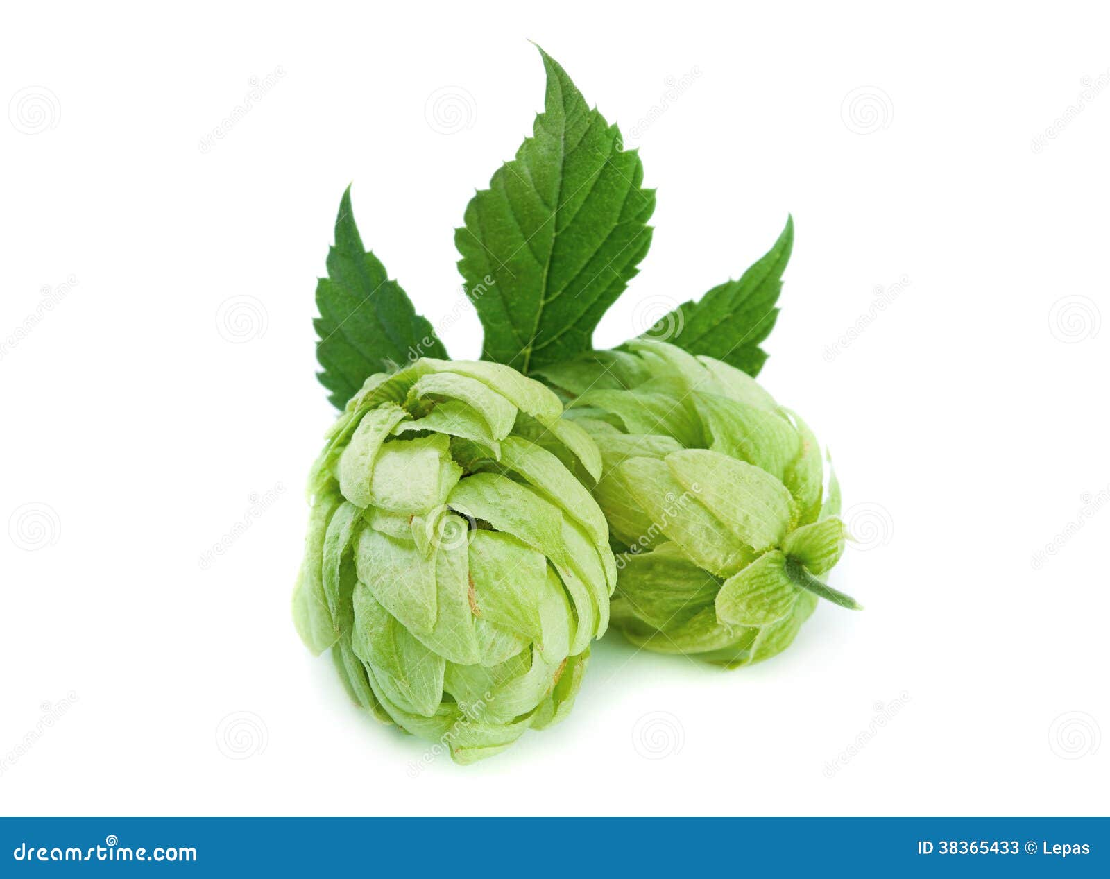 Pianta verde del luppolo immagine stock. Immagine di verde - 38365433