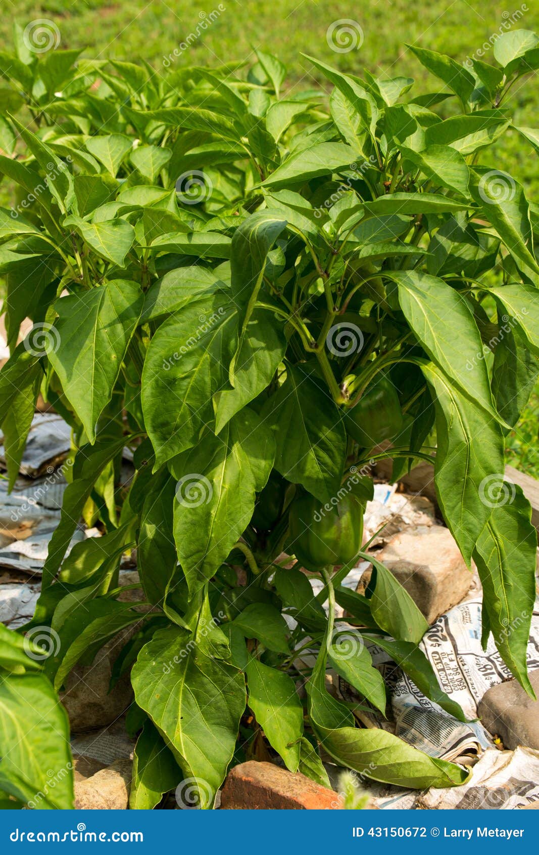 Pianta Verde Del Peperone Dolce Fotografia Stock - Immagine di foglio ...