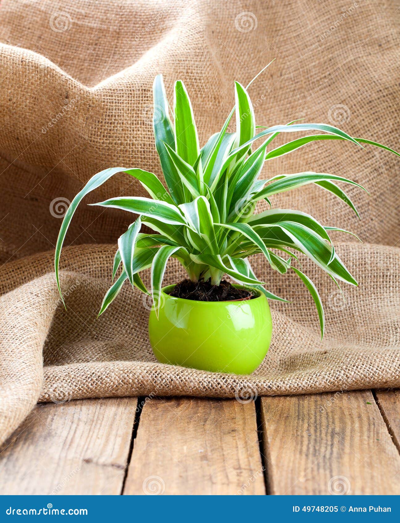 Pianta Verde Di Chlorophytum Nel Vaso Immagine Stock - Immagine di ...