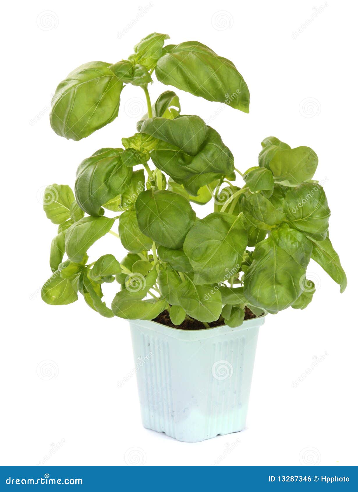 Pianta Verde Fresca Del Basilico Fotografia Stock - Immagine di dieta ...