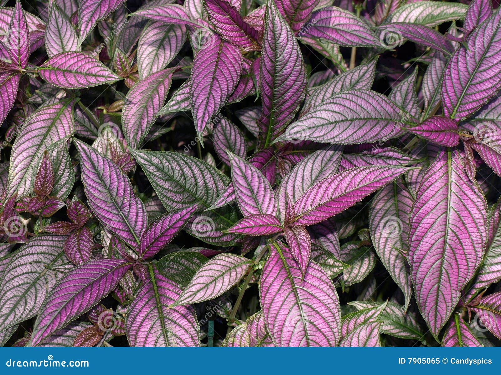 Pianta viola immagine stock. Immagine di colorato, fogli - 7905065