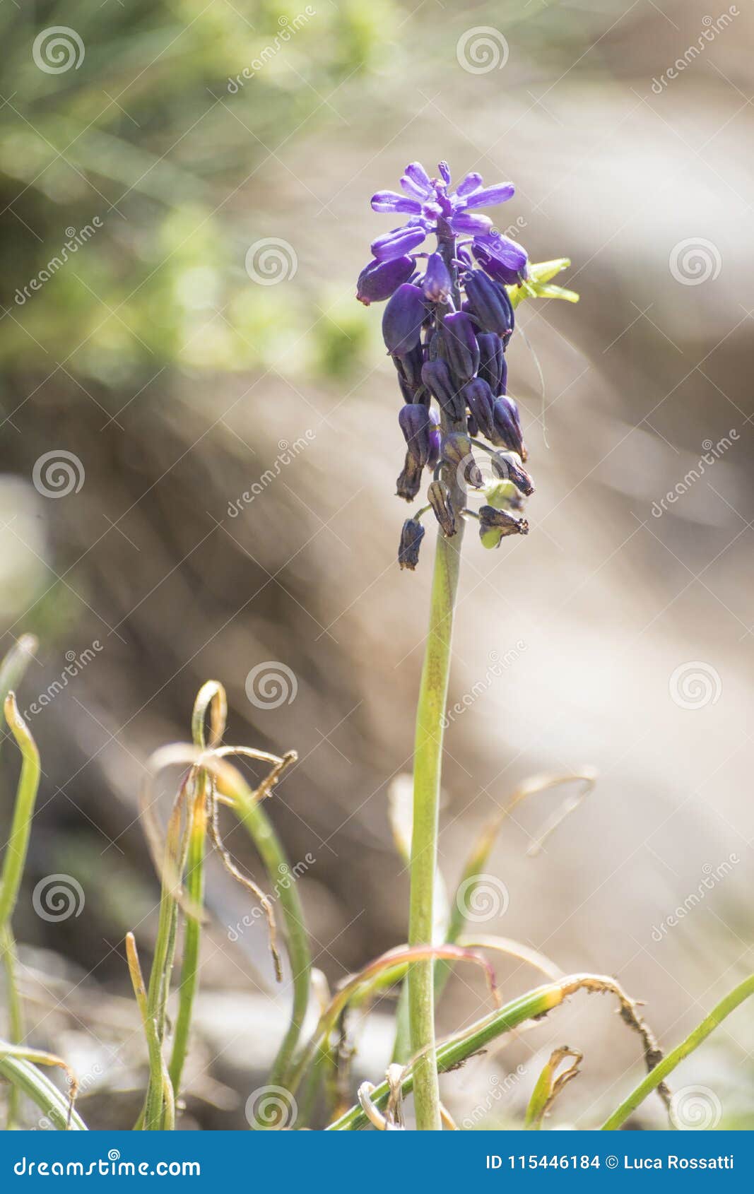 Pianta Viola Della Lavanda in Un'erba Fotografia Stock - Immagine di ...