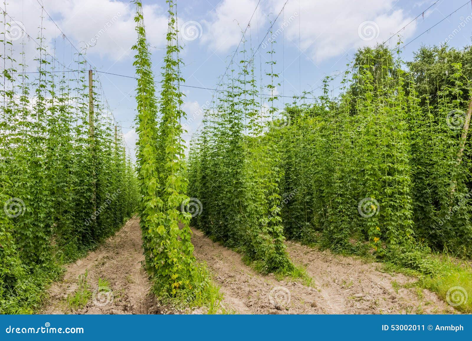 Piantagione del luppolo immagine stock. Immagine di pianta - 53002011