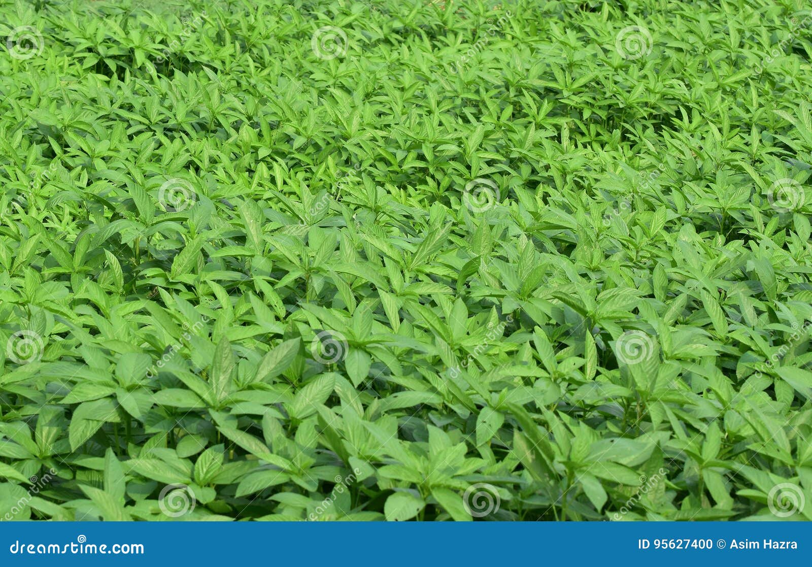 Piantagione della iuta fotografia stock. Immagine di iuta - 95627400