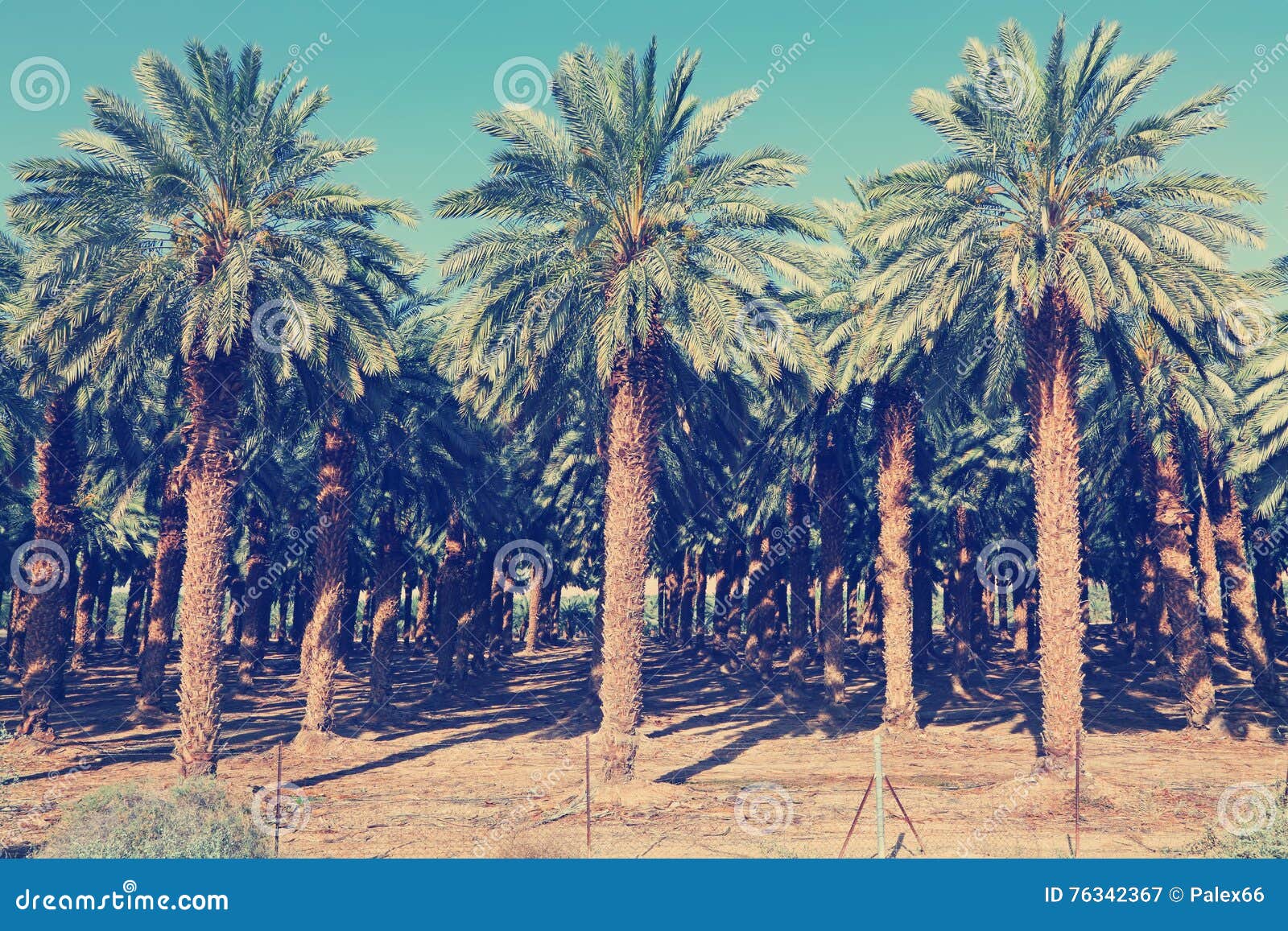 Piantagione Della Palma Da Datteri Immagine Stock - Immagine di deserto ...