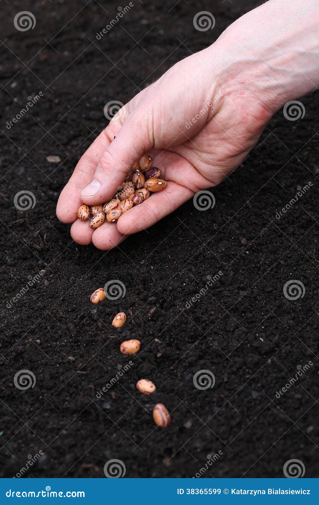 Piantatura Dei Semi in Suolo Immagine Stock - Immagine di orticoltore ...