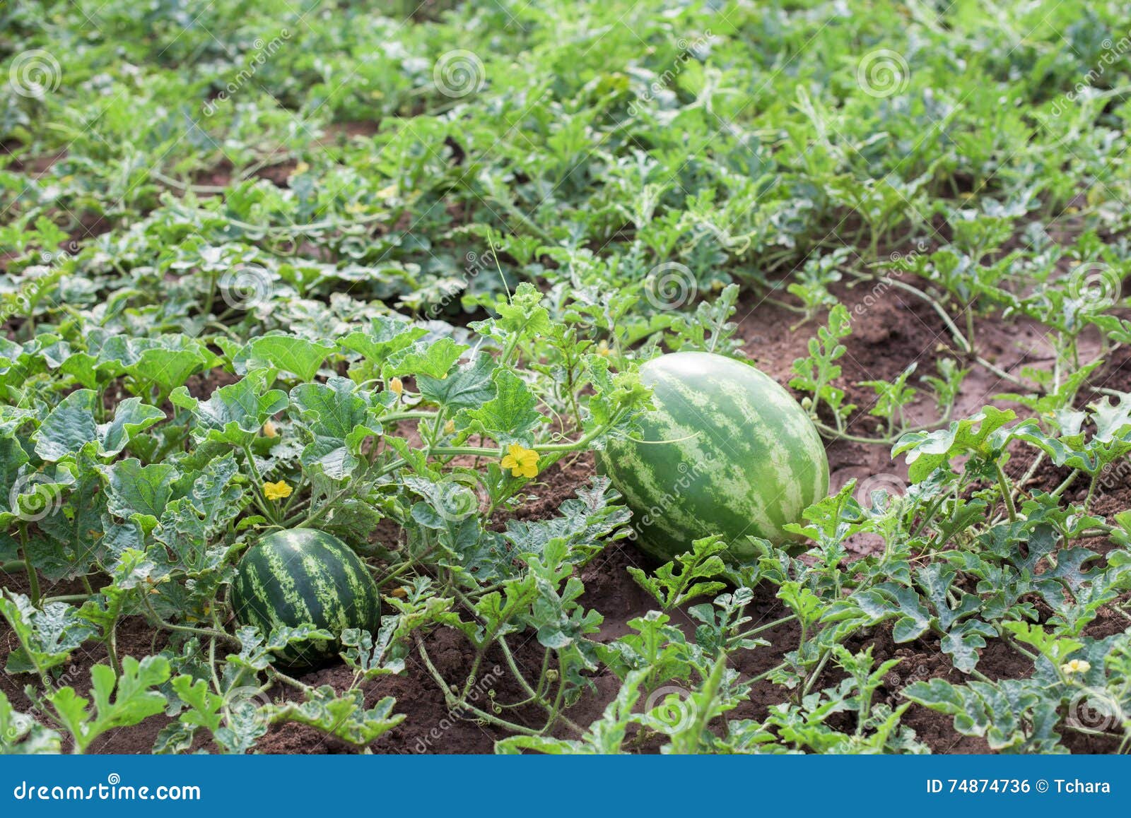 Piante dell'anguria fotografia stock. Immagine di raccolta - 74874736