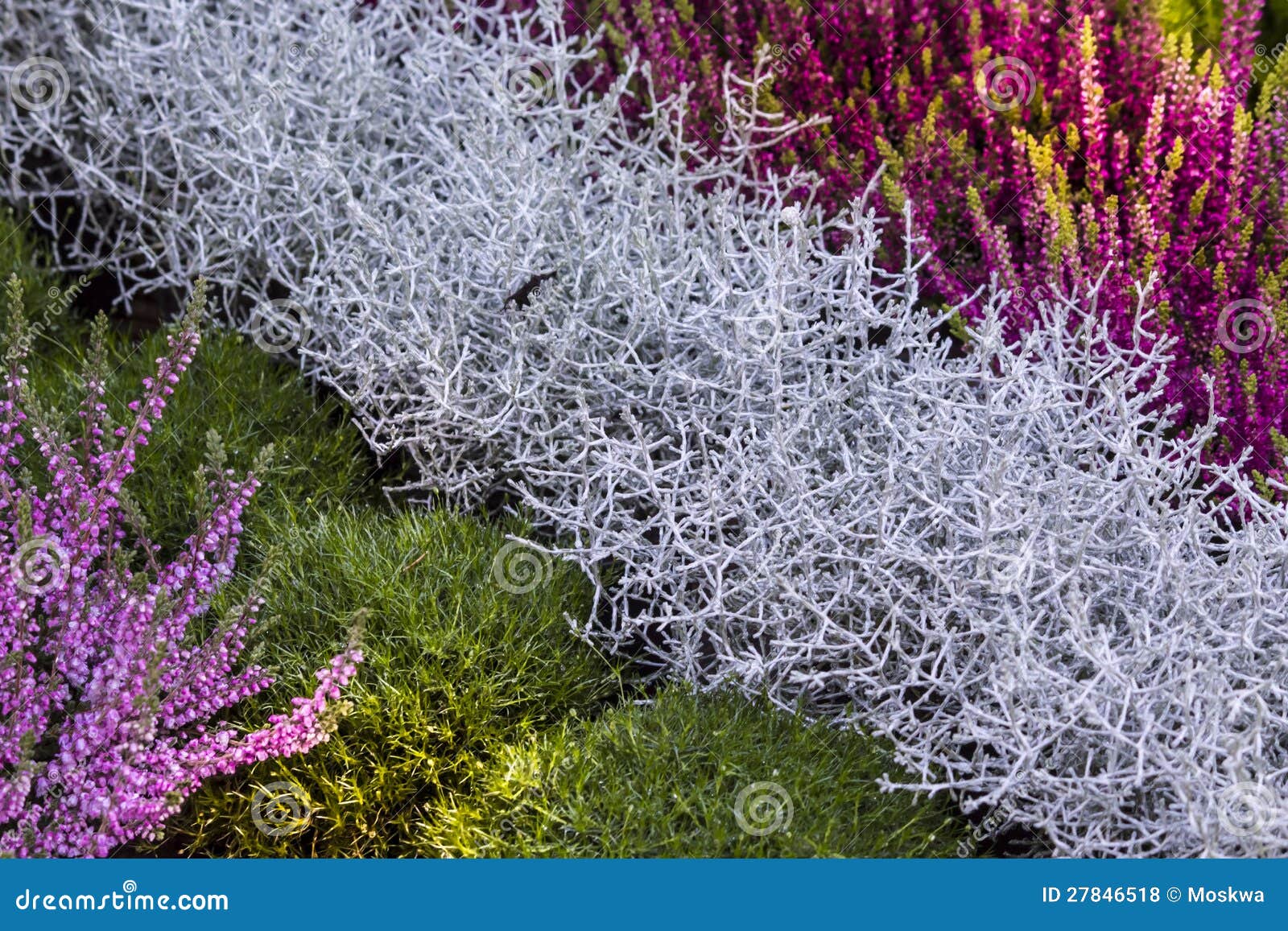 Piante Dell'erica (calluna Vulgaris) Fotografia Stock - Immagine di ...