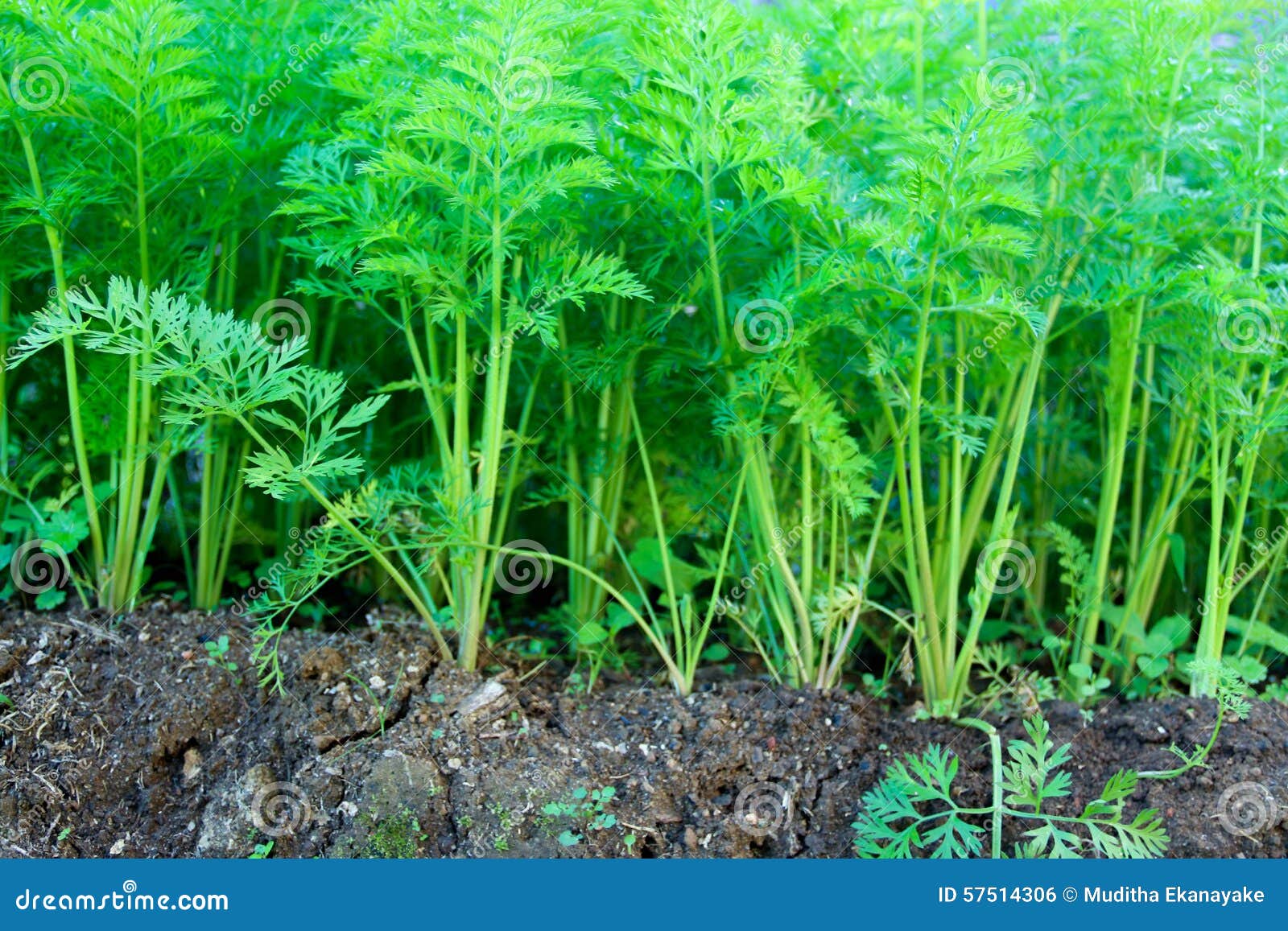 Piante della carota fotografia stock. Immagine di pianta - 57514306