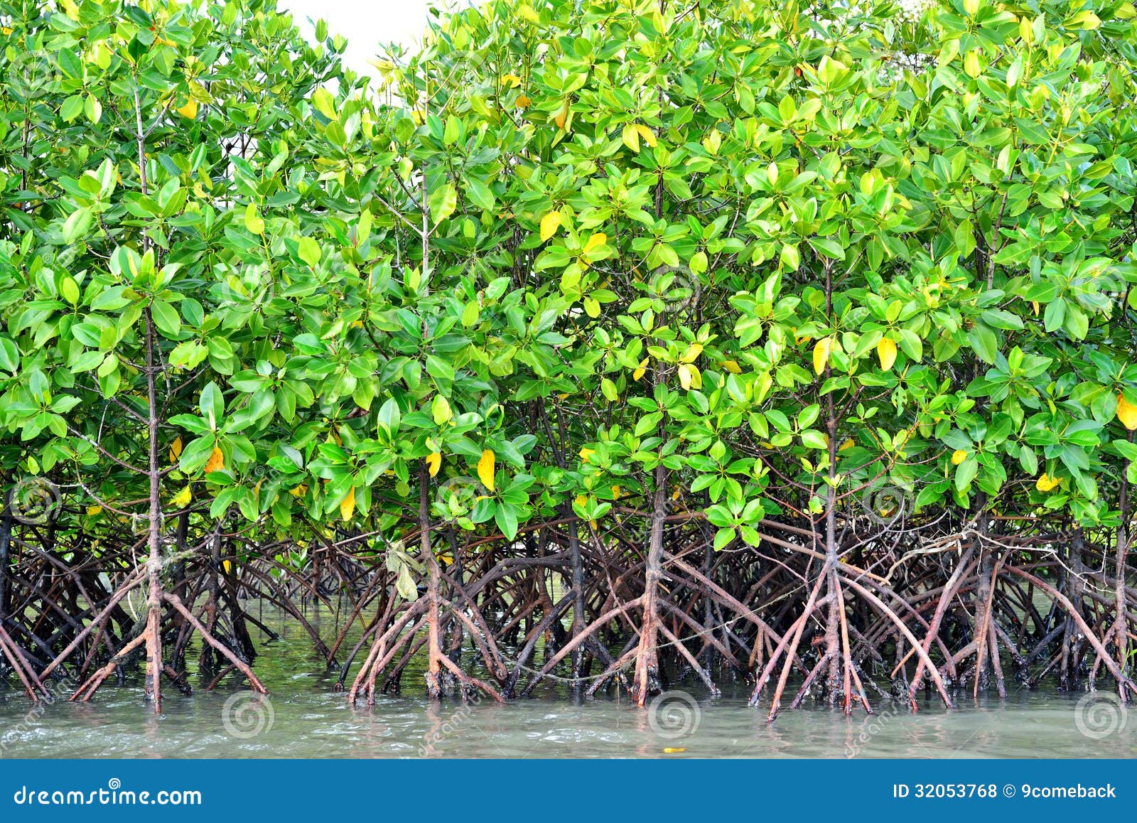 Piante della mangrovia fotografia stock. Immagine di nave - 32053768