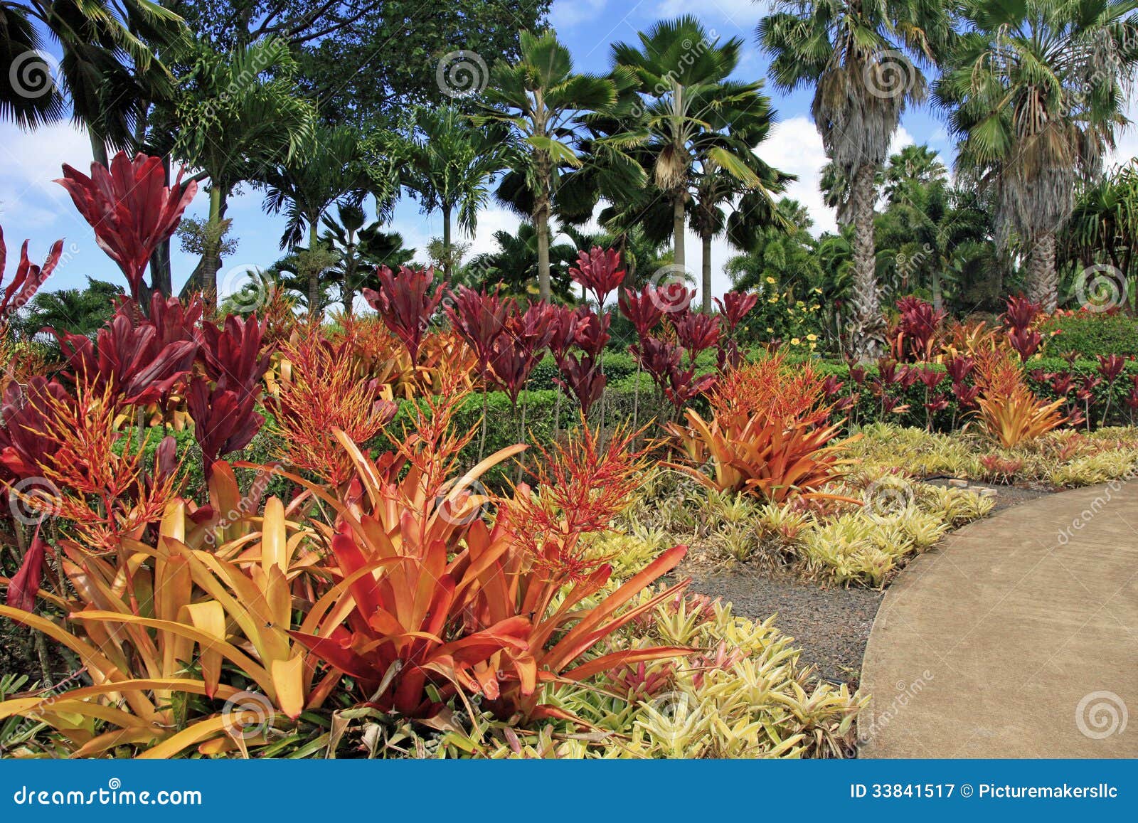 PIANTE DI ANANAS HAWAI immagine stock. Immagine di giardino - 33841517