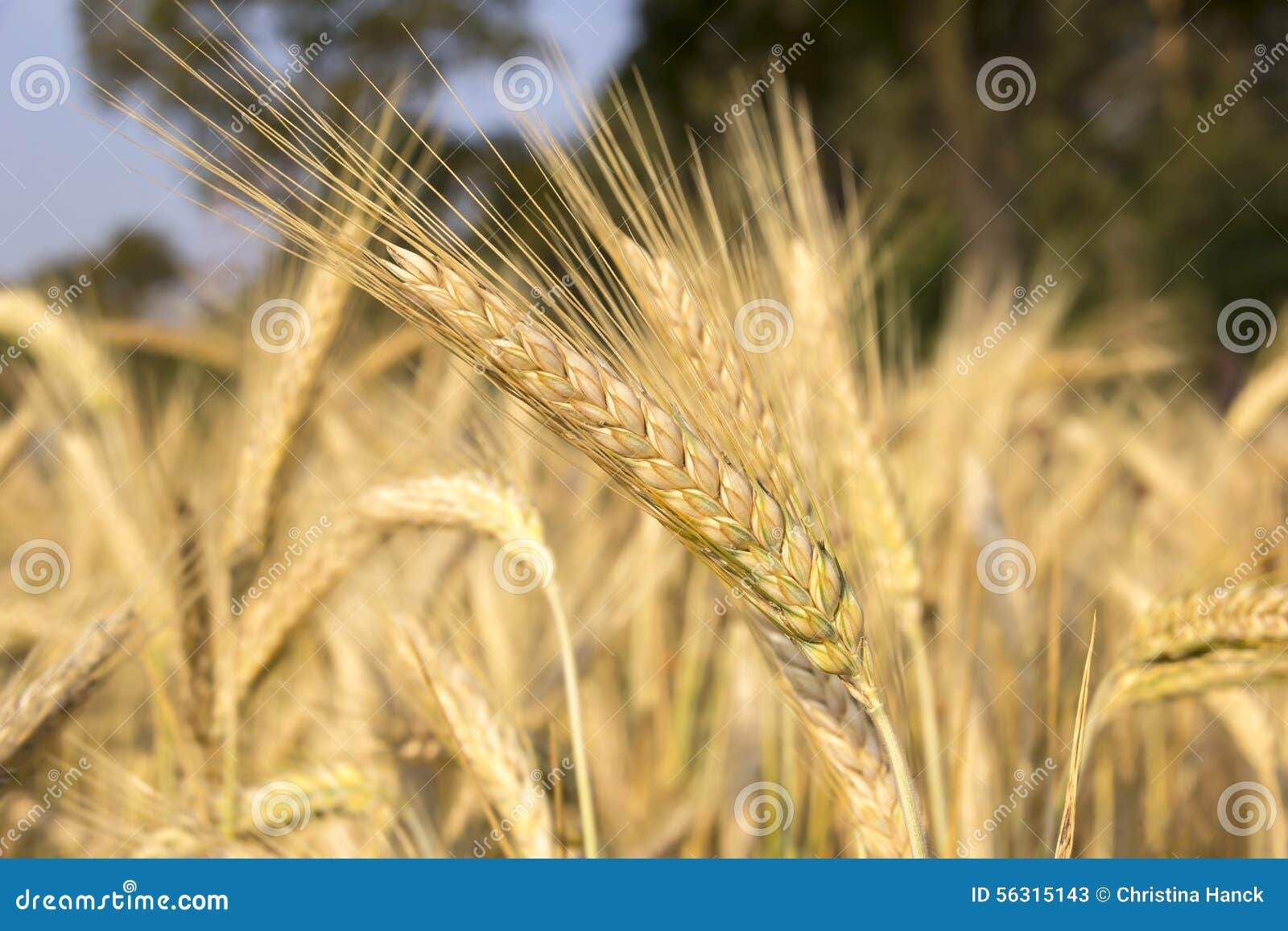 Piante di Creal, segale immagine stock. Immagine di seme - 56315143