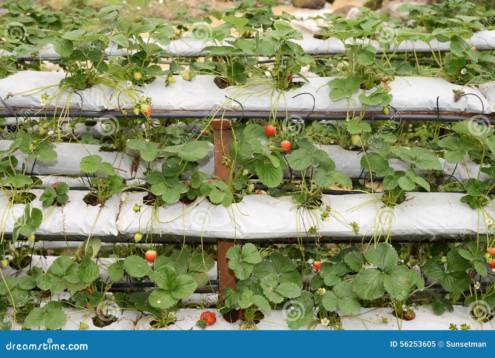 Piante Di Fragola Conservate in Vaso Immagine Stock - Immagine di verde ...