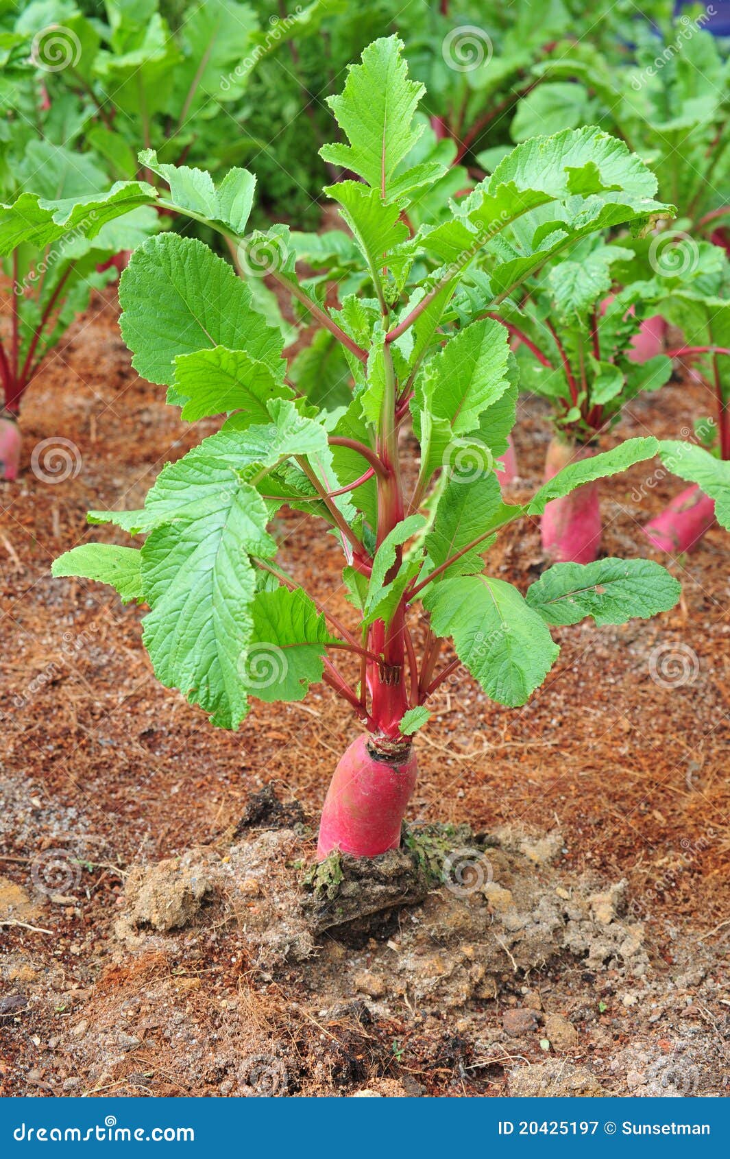 Piante di ravanello rosso immagine stock. Immagine di ravanello - 20425197